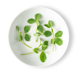 Micro Pea Green - Fresh Origins