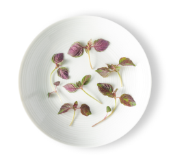 Micro Shiso Red - Fresh Origins