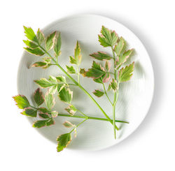 Celery Snowflake Leaf™ - Fresh Origins