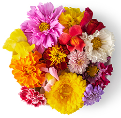 Premium Assortment - Fresh Origins