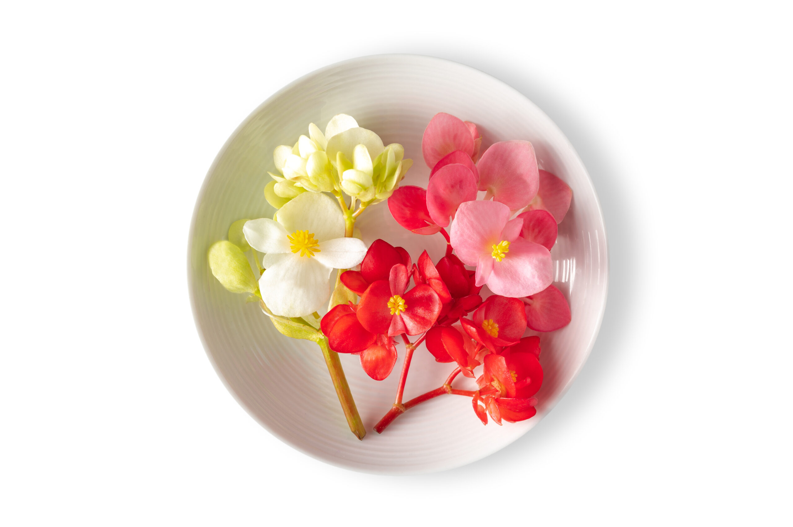 Begonia Flower Mix - Fresh Origins