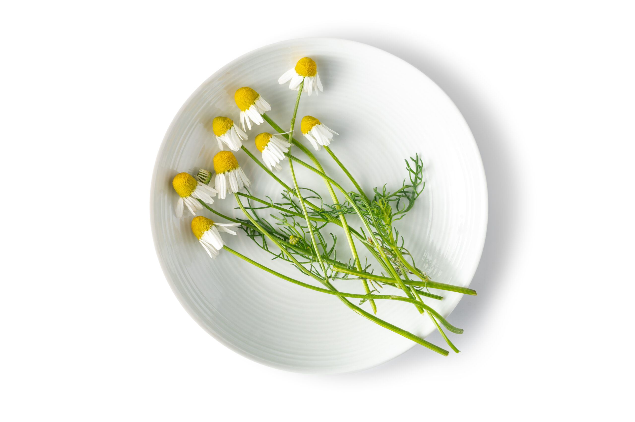 Chamomile Flower - Fresh Origins