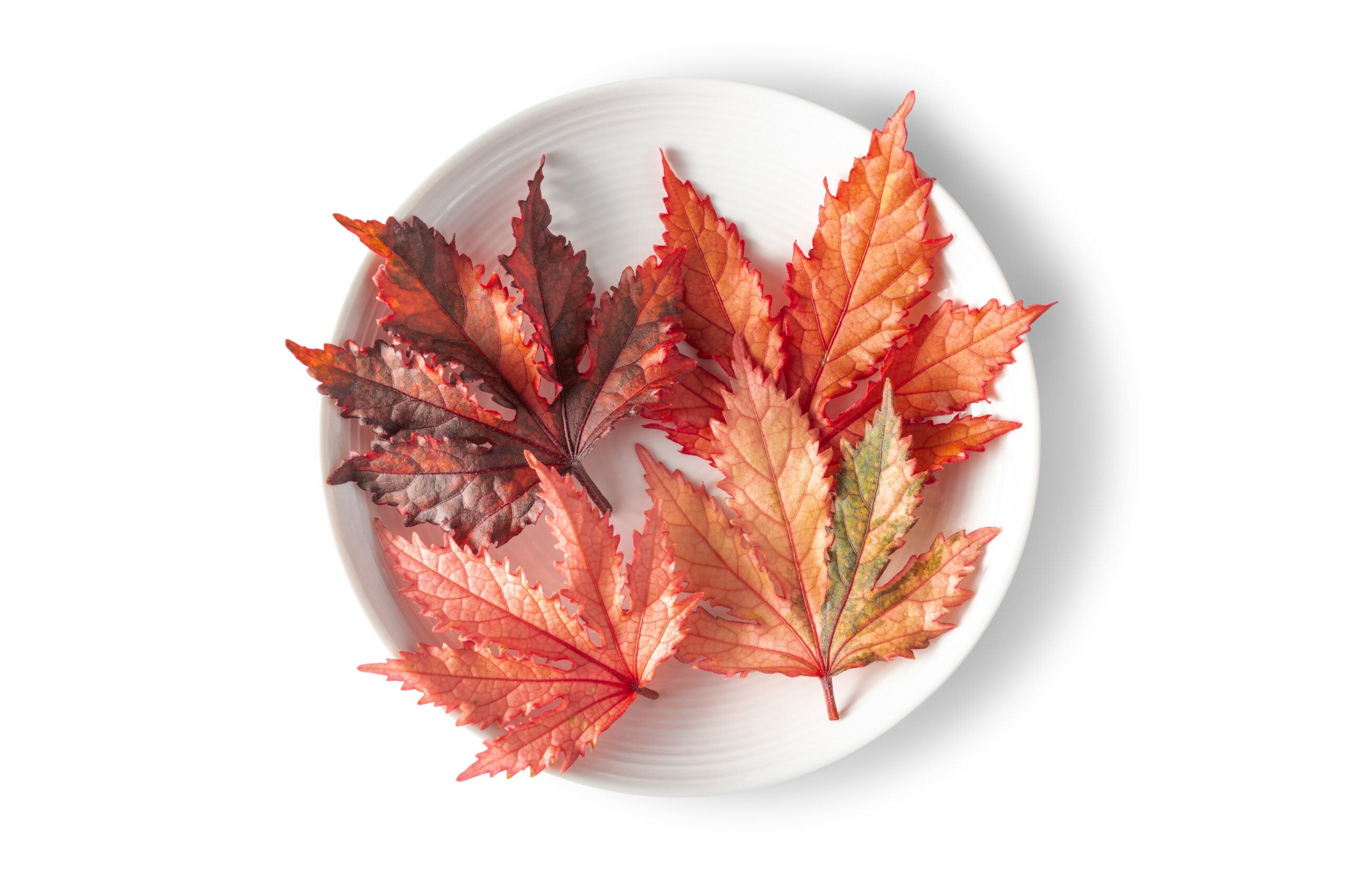 Maple Hibiscus Leaf™ - Fresh Origins