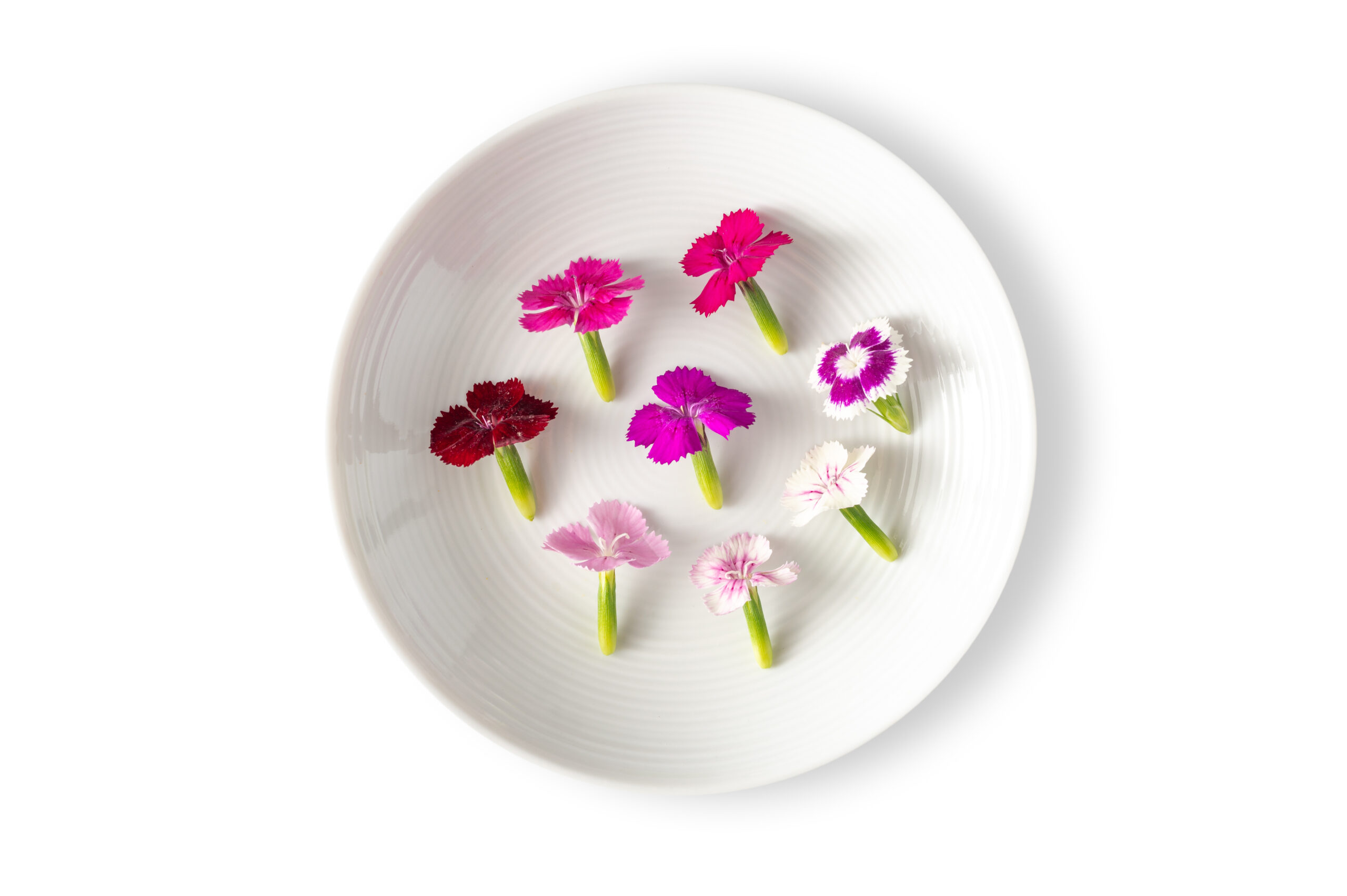 Micro Dianthus™ - Fresh Origins