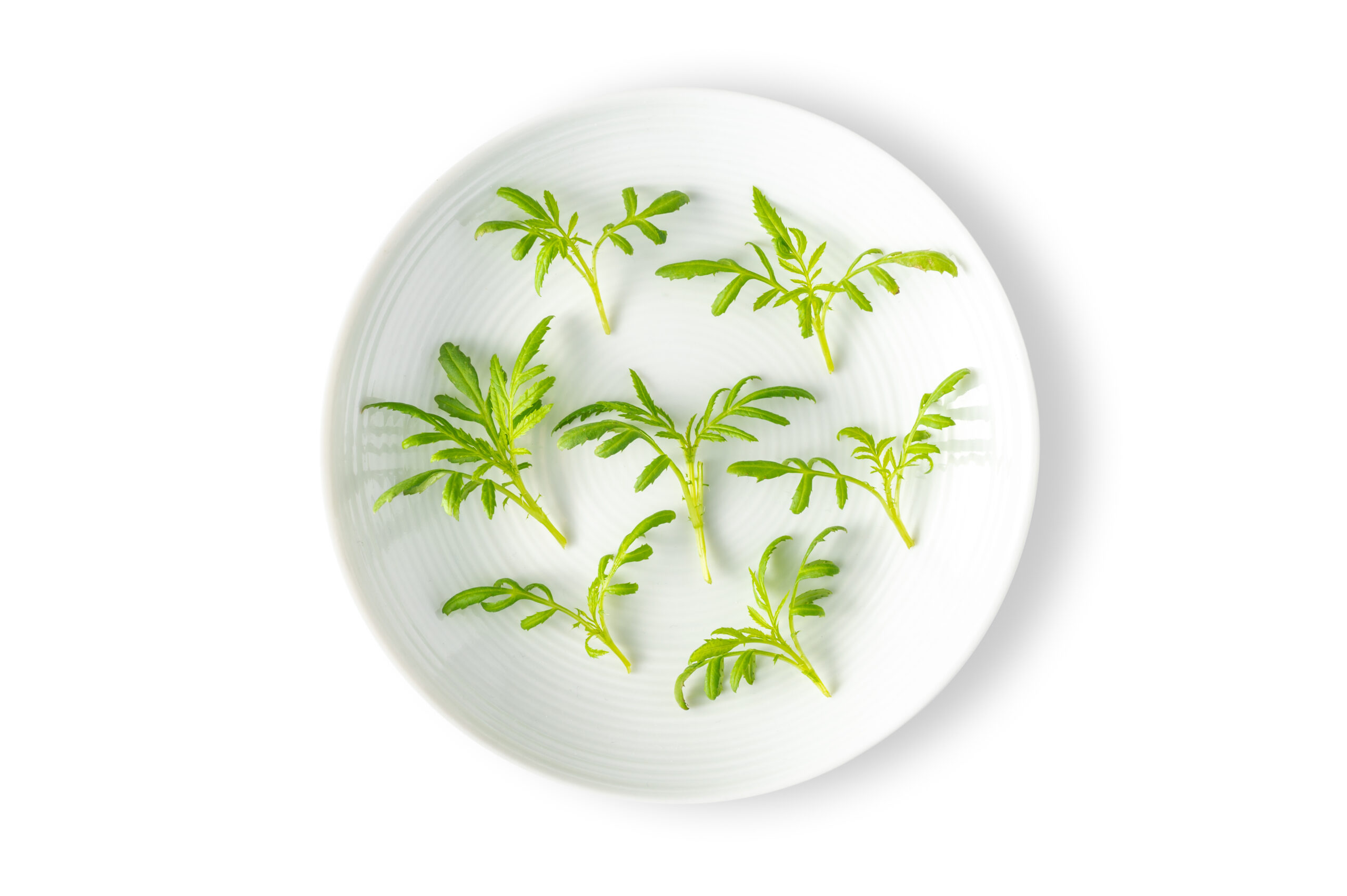 Micro Huacatay™ - Fresh Origins