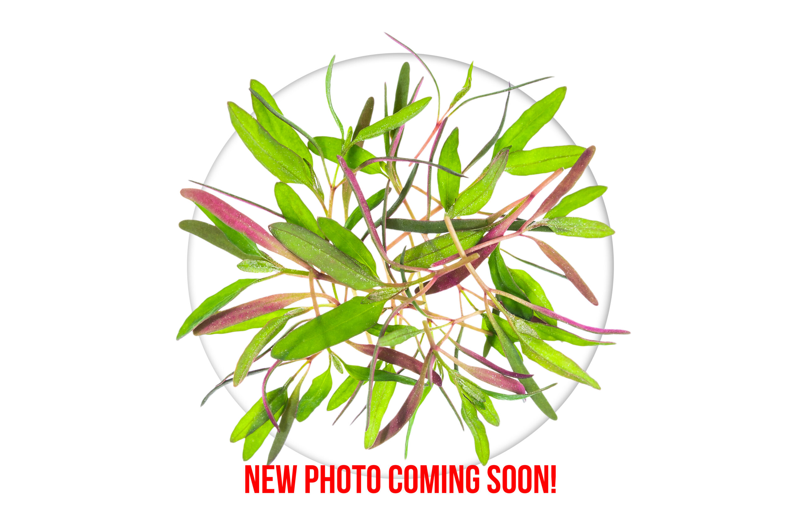 Micro Huauzontle™ - Fresh Origins