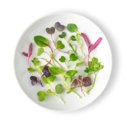 Microgreens Mixes Archives - Fresh Origins