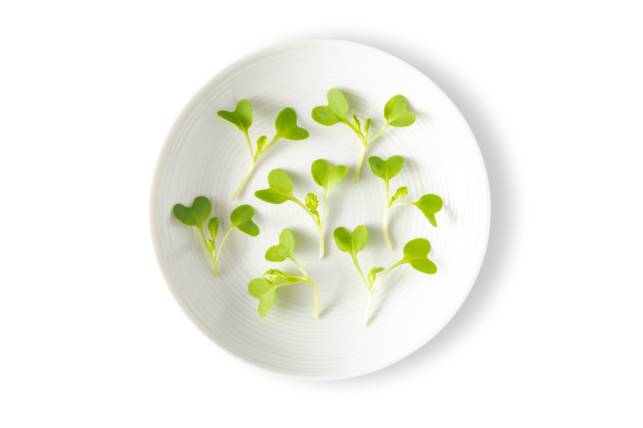 Micro Mustard Dijon™ - Fresh Origins