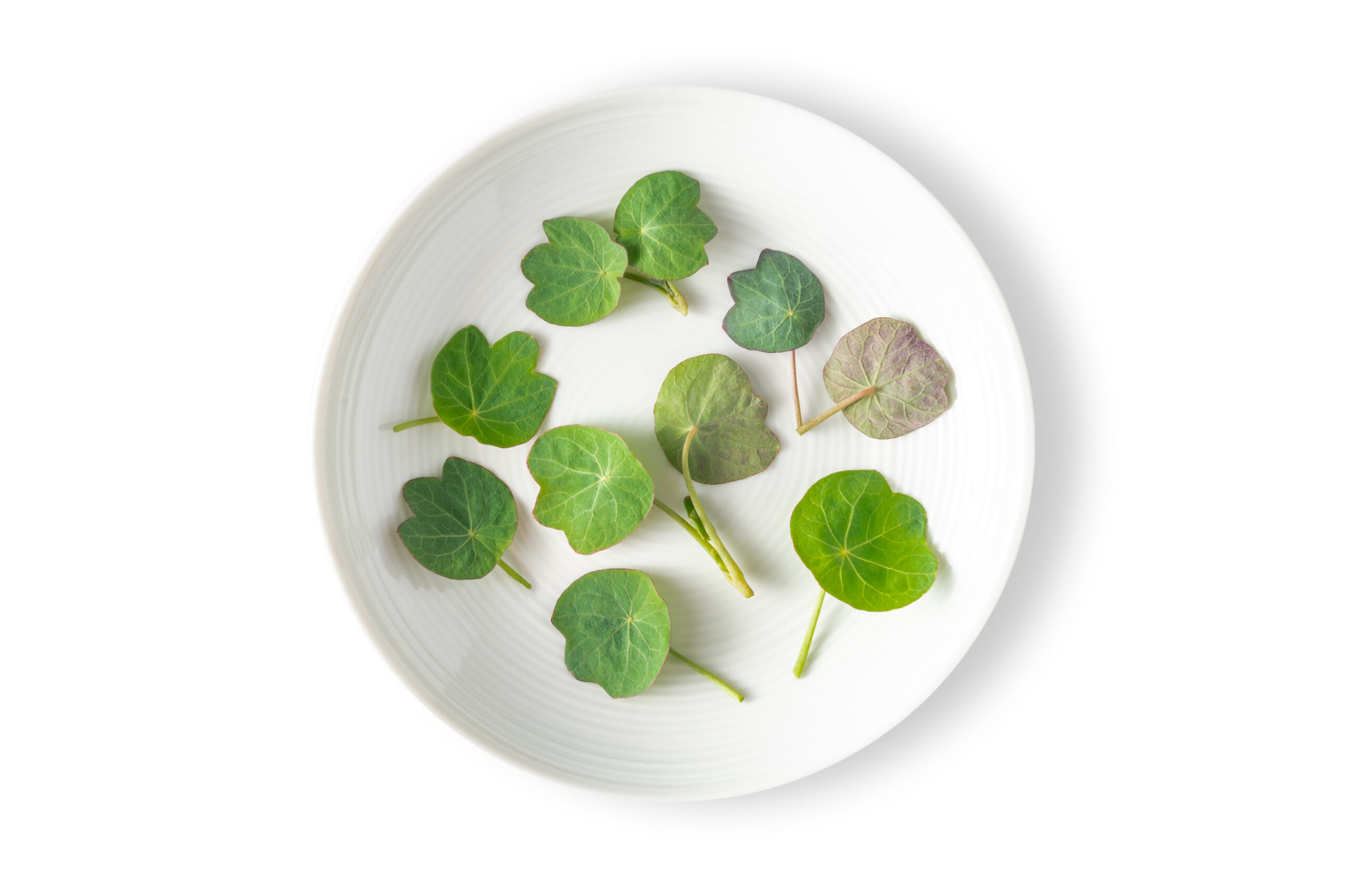Micro Nasturtium Leaf - Fresh Origins