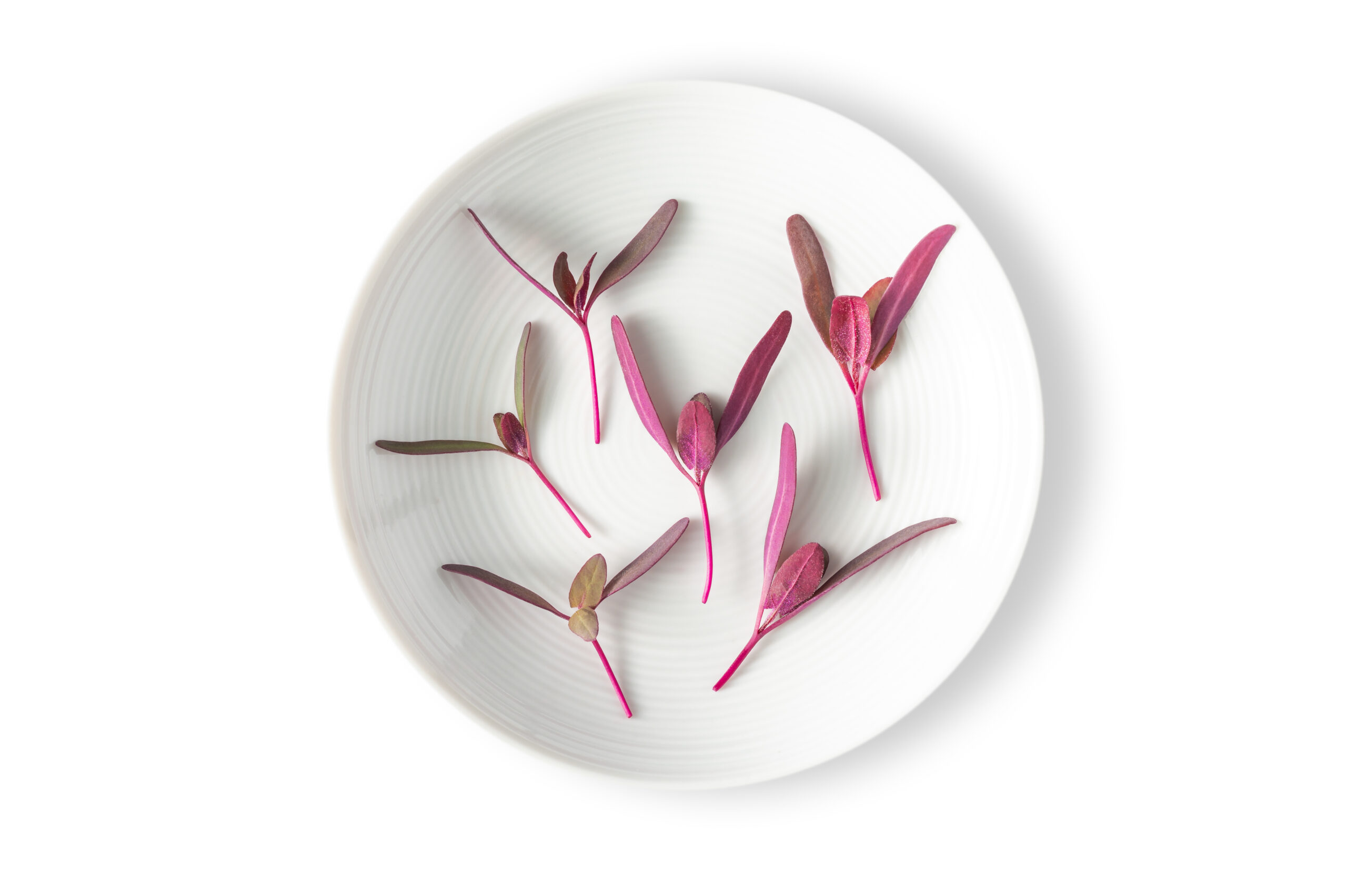 Micro Spinach Burgundy™ - Fresh Origins