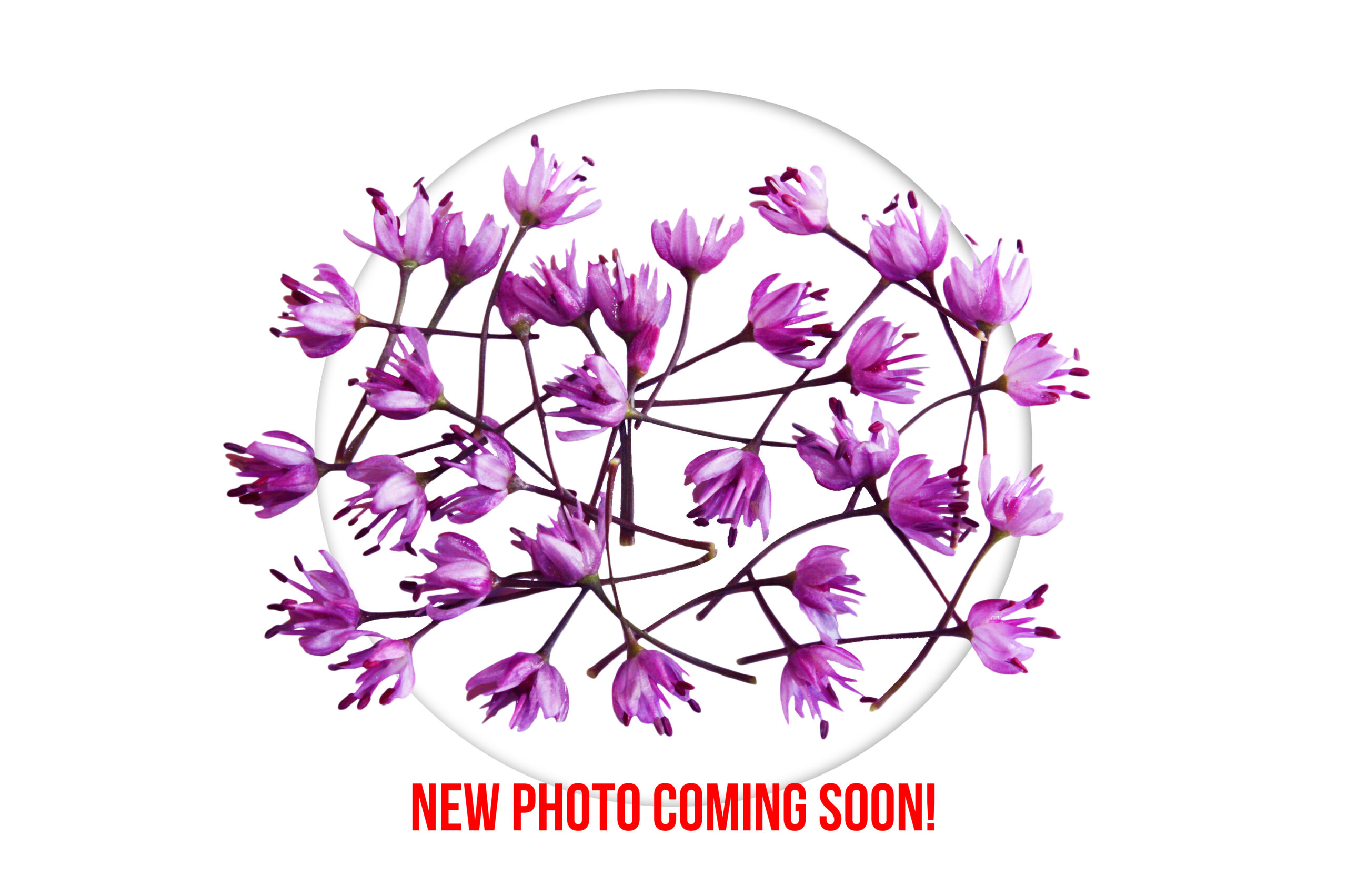 Onion Flower - Fresh Origins