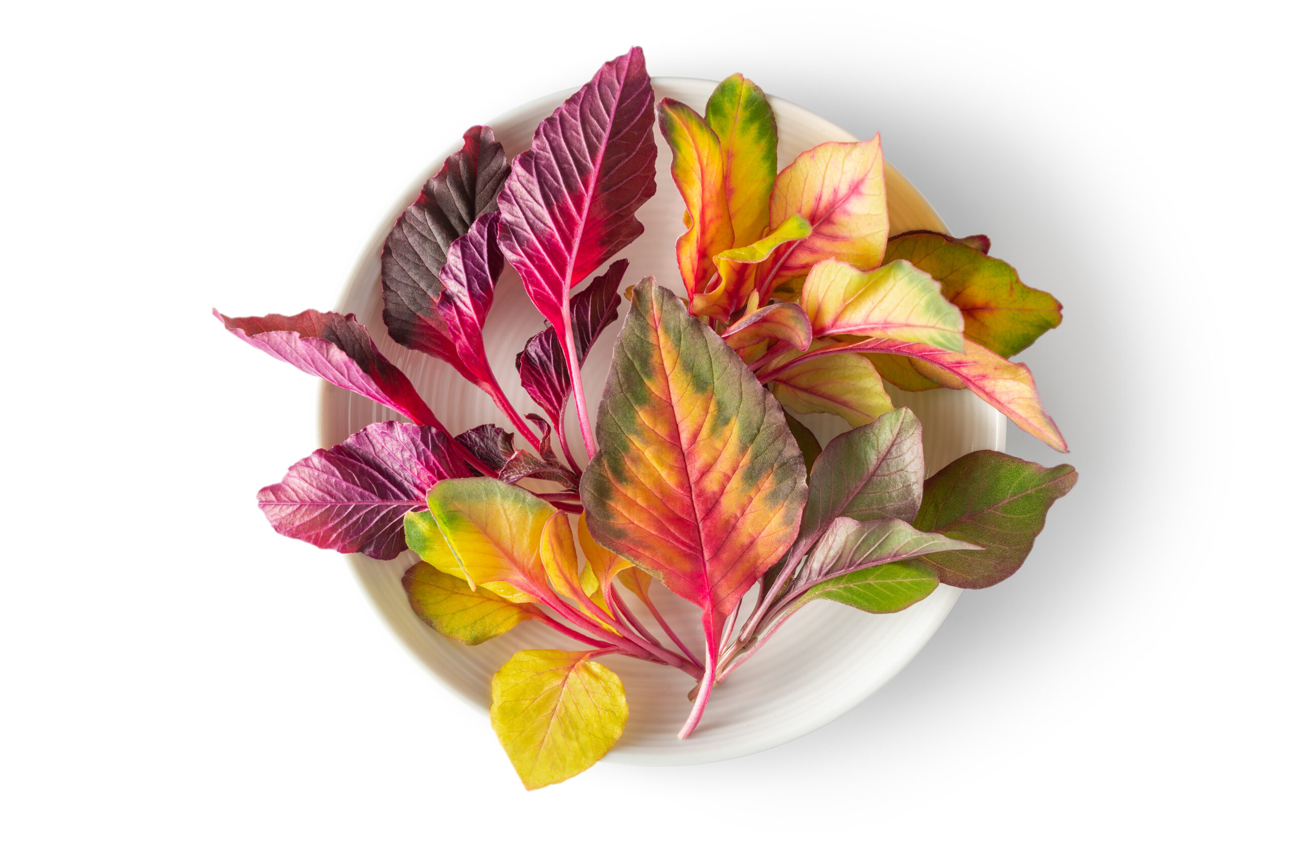 Petite® Amaranth Carnival Mix™ - Fresh Origins