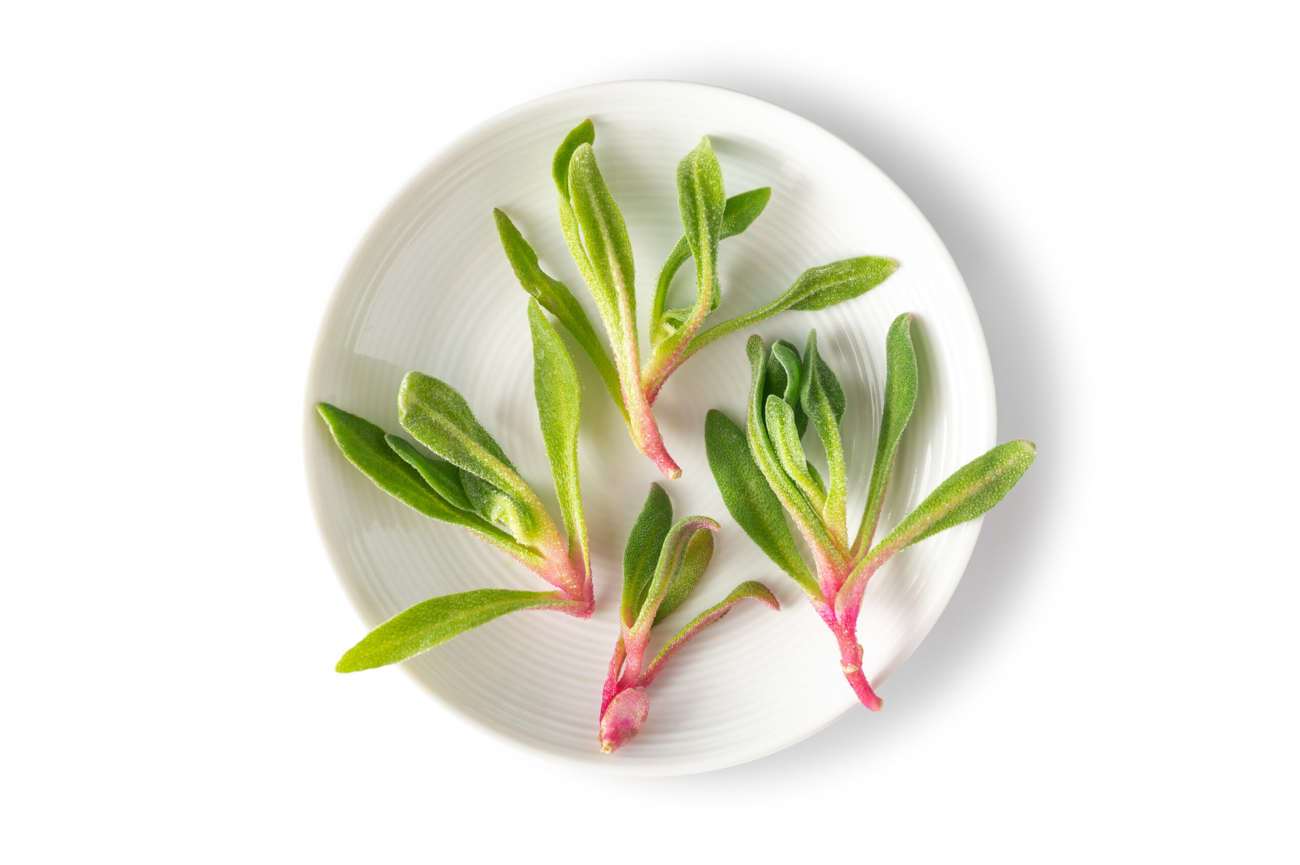 Petite® Iceplant™ - Fresh Origins