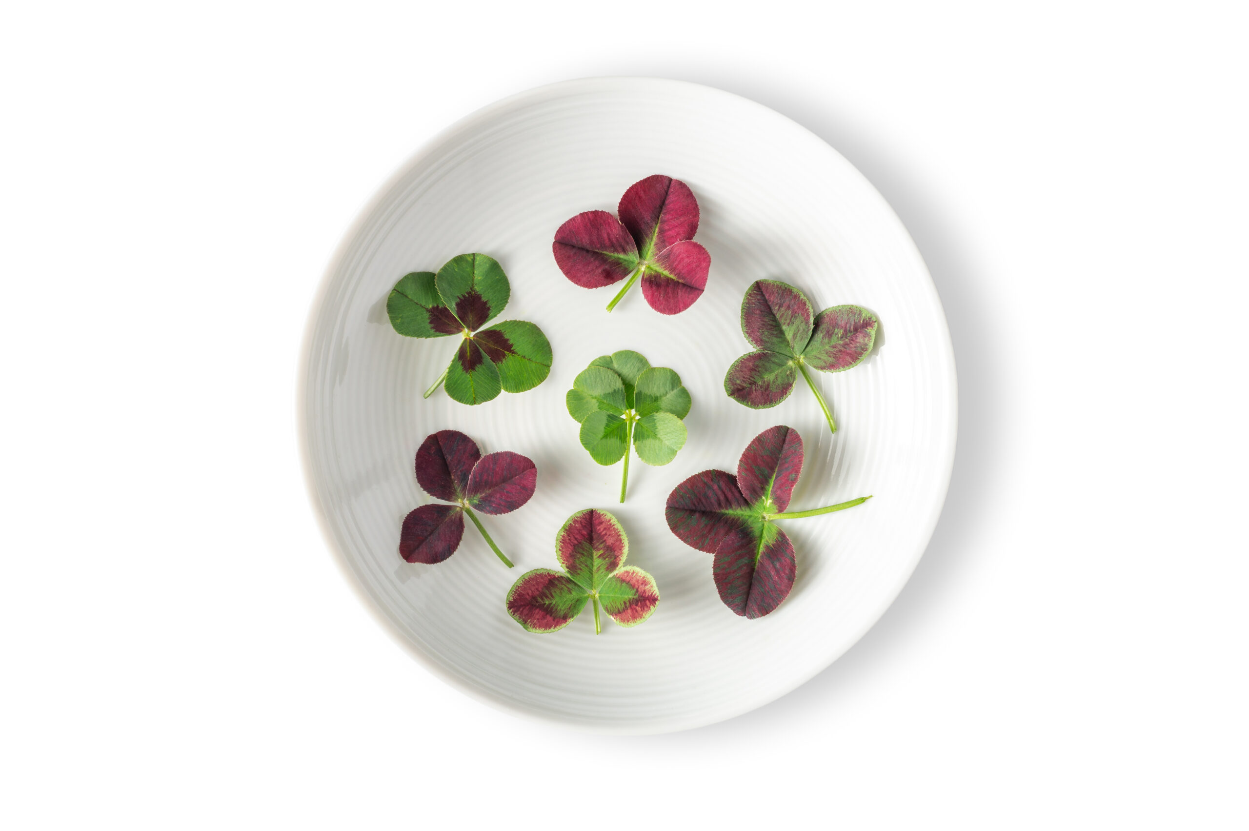 Petite® Lucky Shamrock Mix™ - Fresh Origins