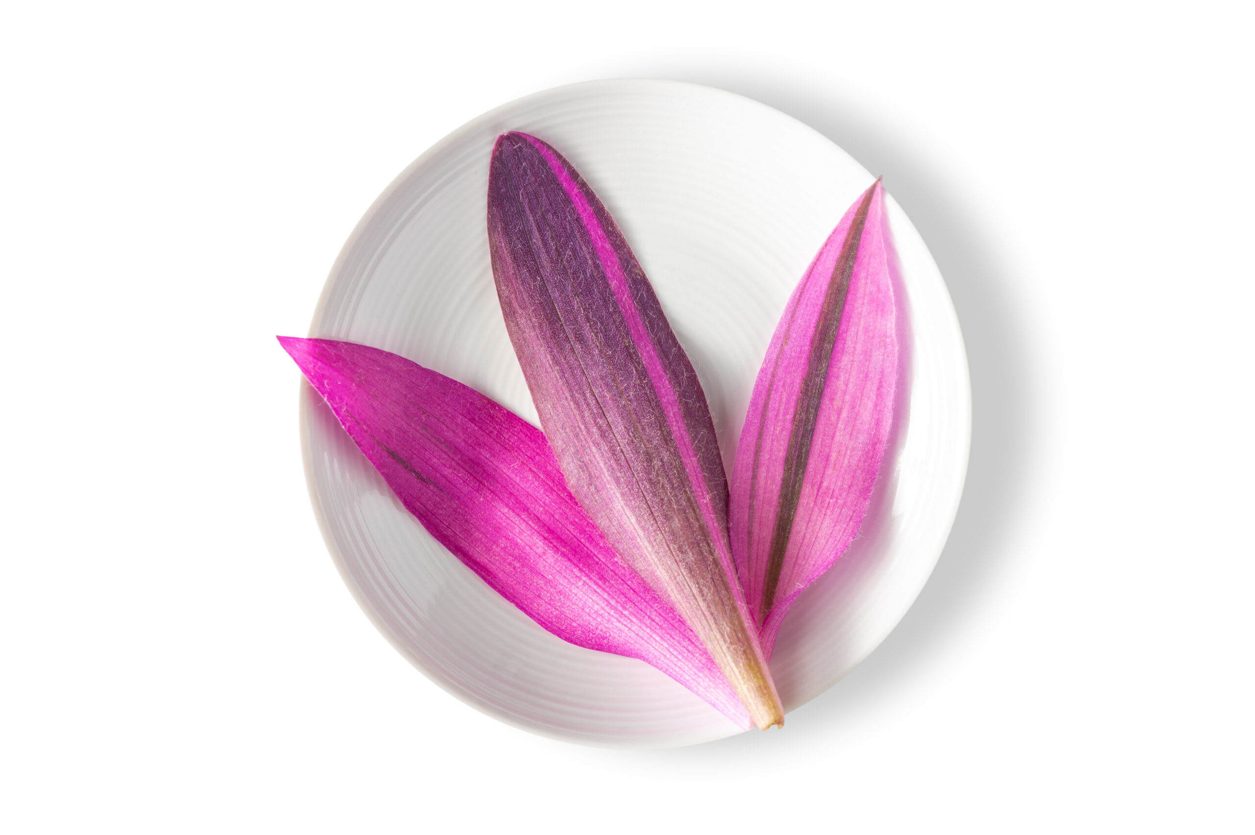 Endive Violet Flash™ - Fresh Origins