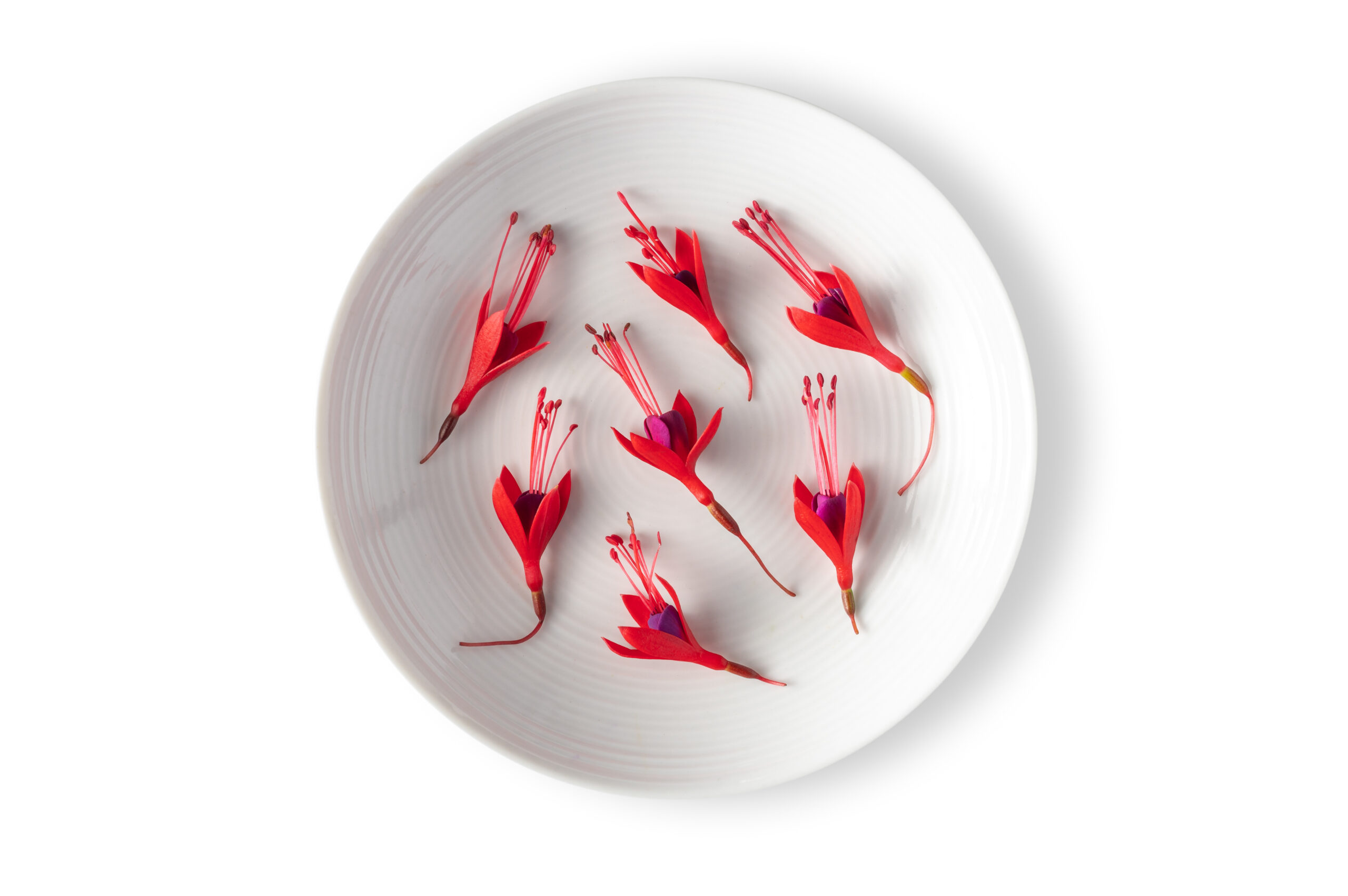 Micro Fuchsia™ - Fresh Origins