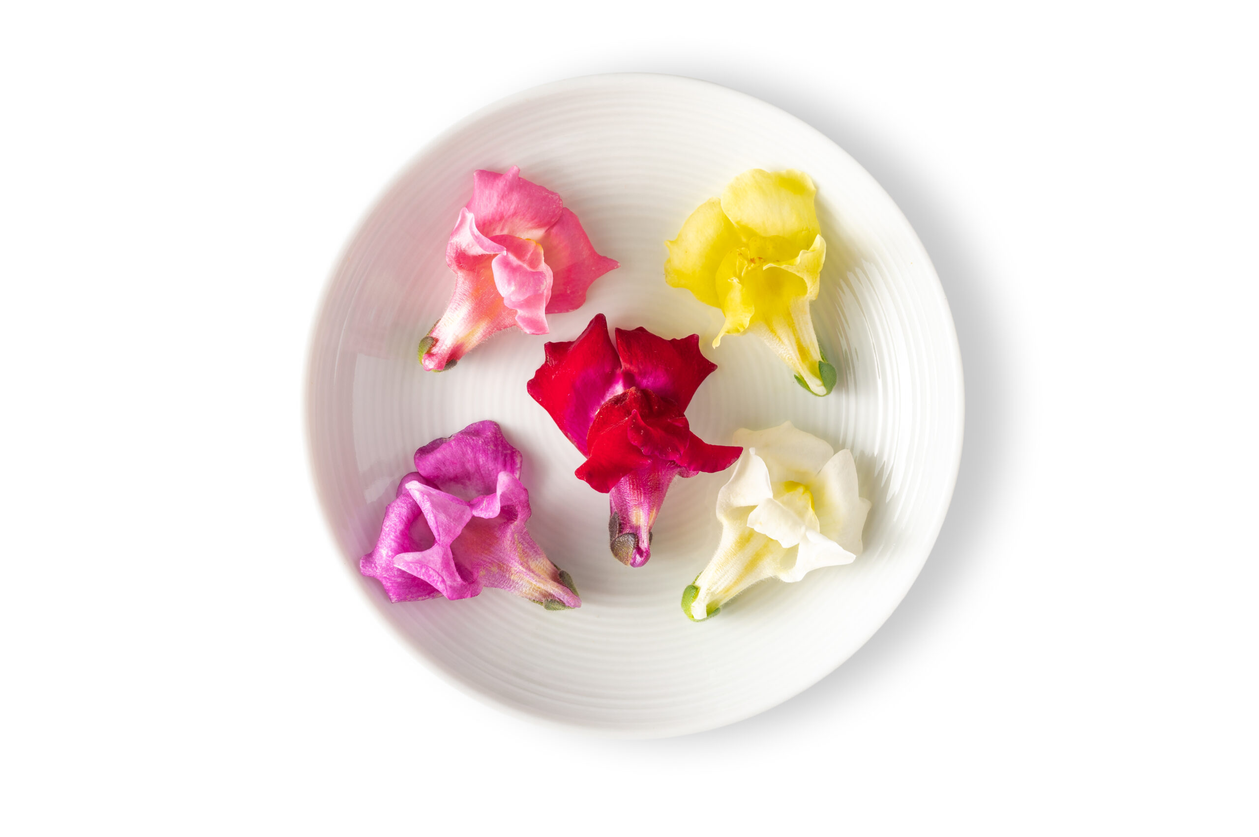 Snapdragon - Fresh Origins