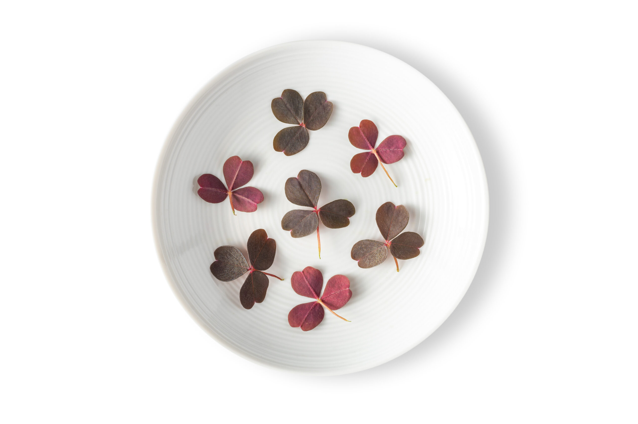 Petite® Sorrel Meadow Red™ - Fresh Origins