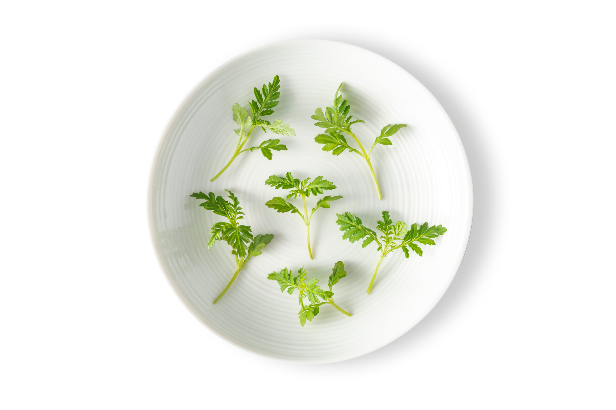 Micro Tangerine Lace™ - Fresh Origins