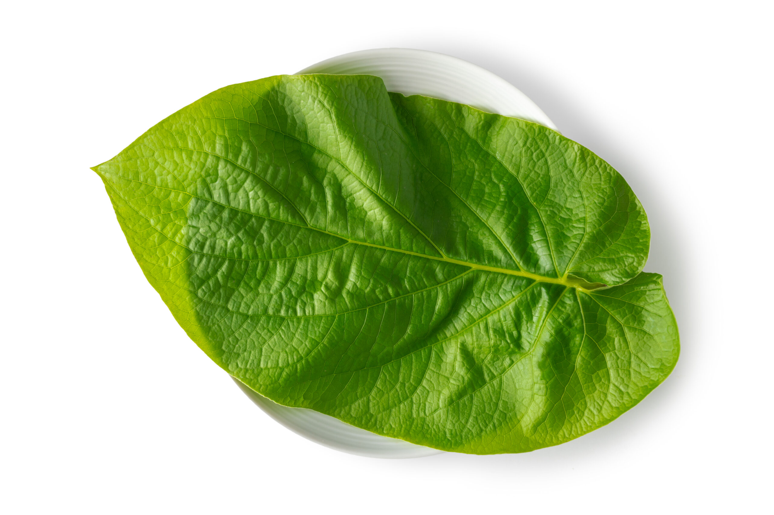 Rootbeer Leaf - Fresh Origins