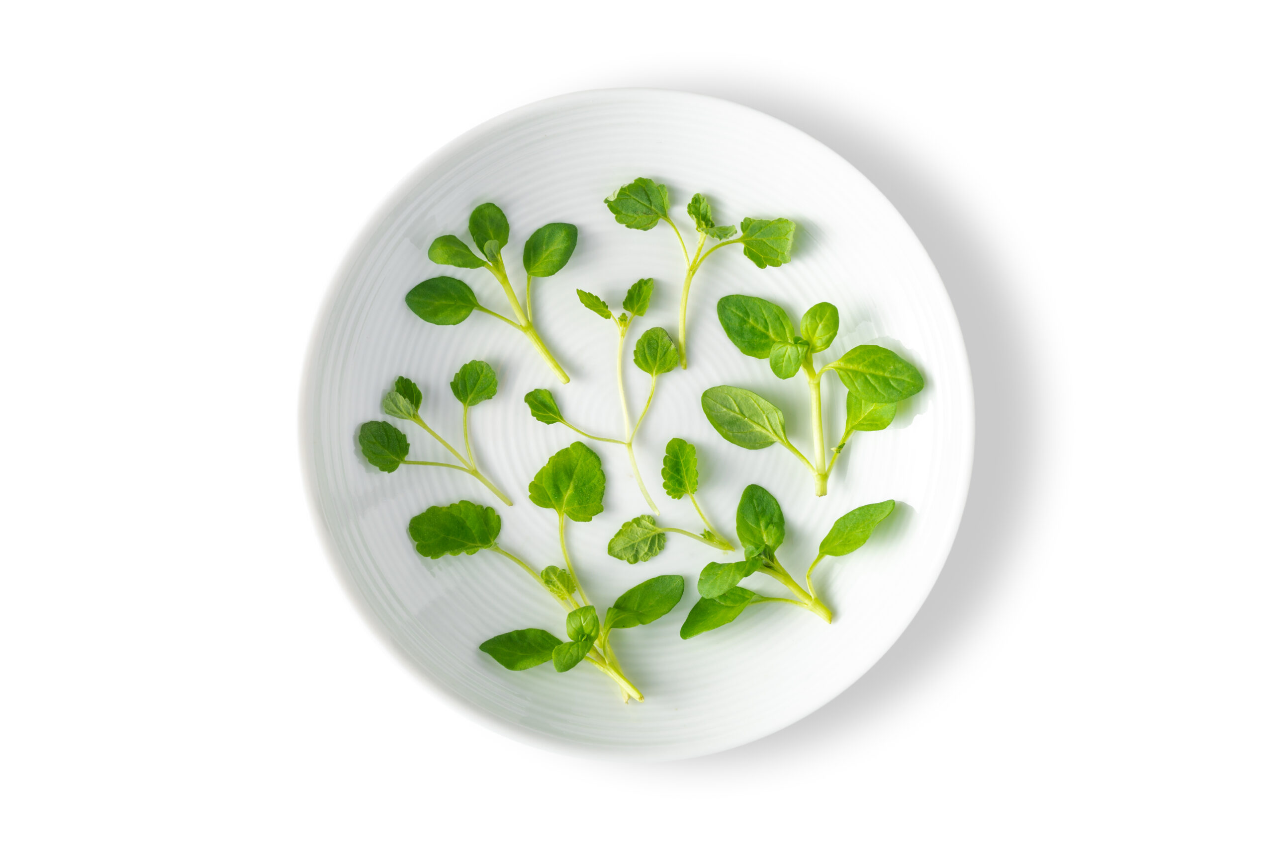 Micro Mint Mix™ - Fresh Origins