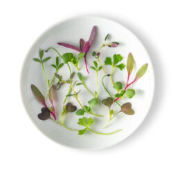 Microgreens Mixes Archives - Fresh Origins