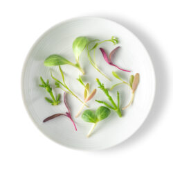 Microgreens Mixes Archives - Fresh Origins