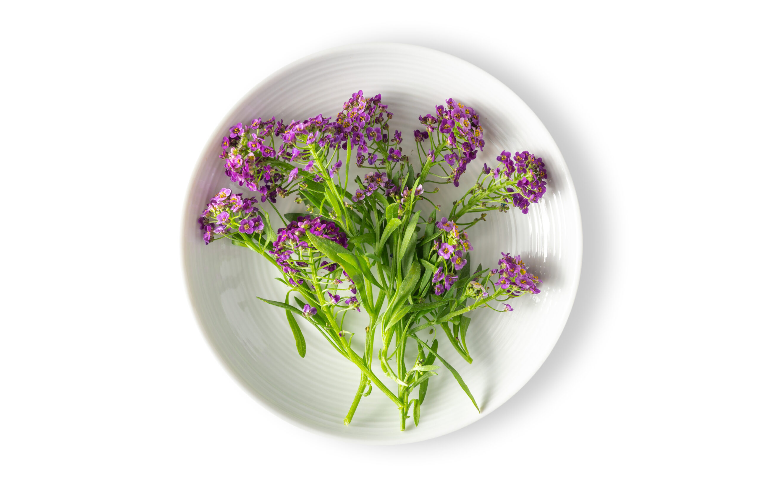 Alyssum Flower - Fresh Origins