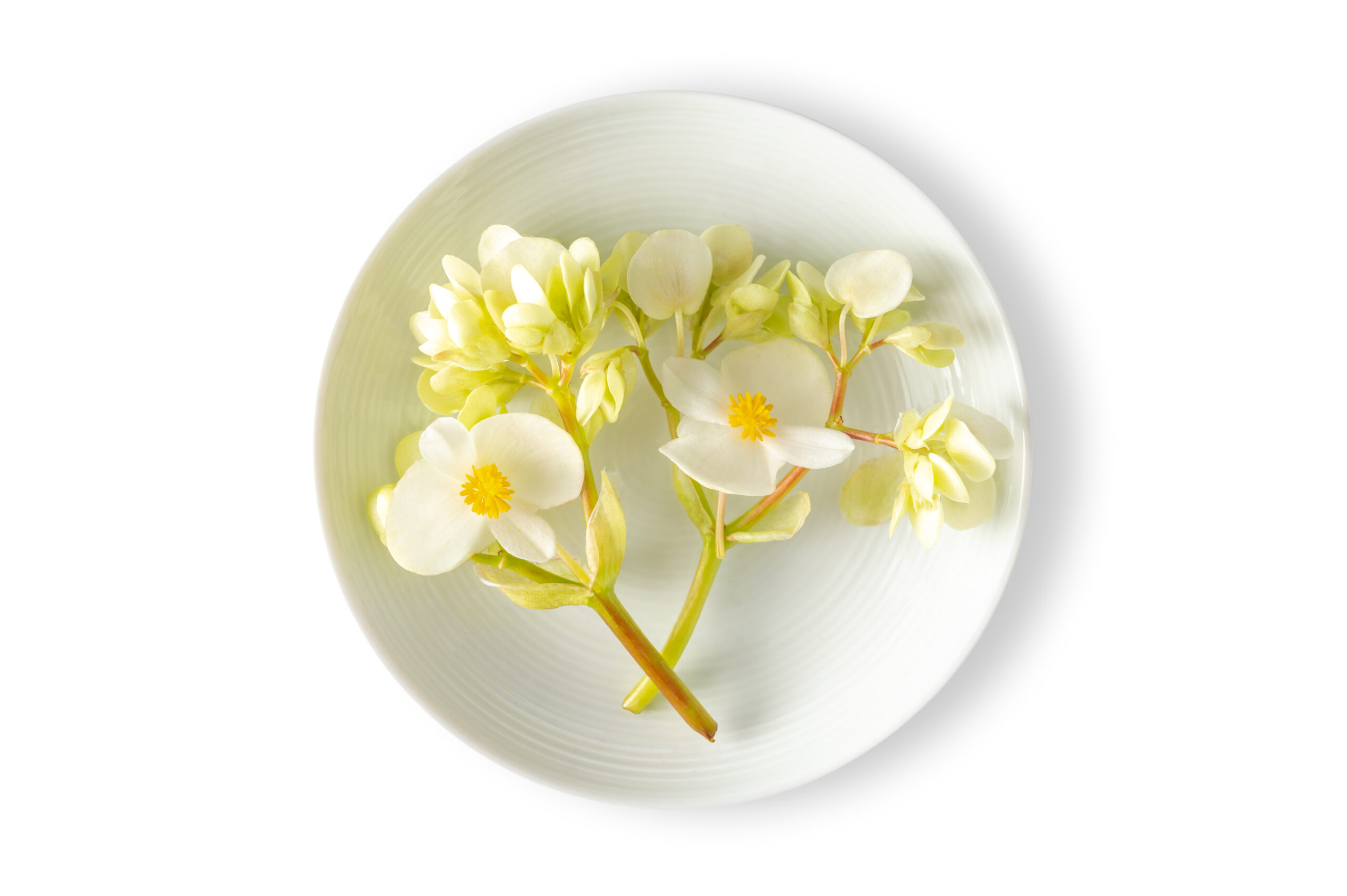 Begonia Flower White - Fresh Origins