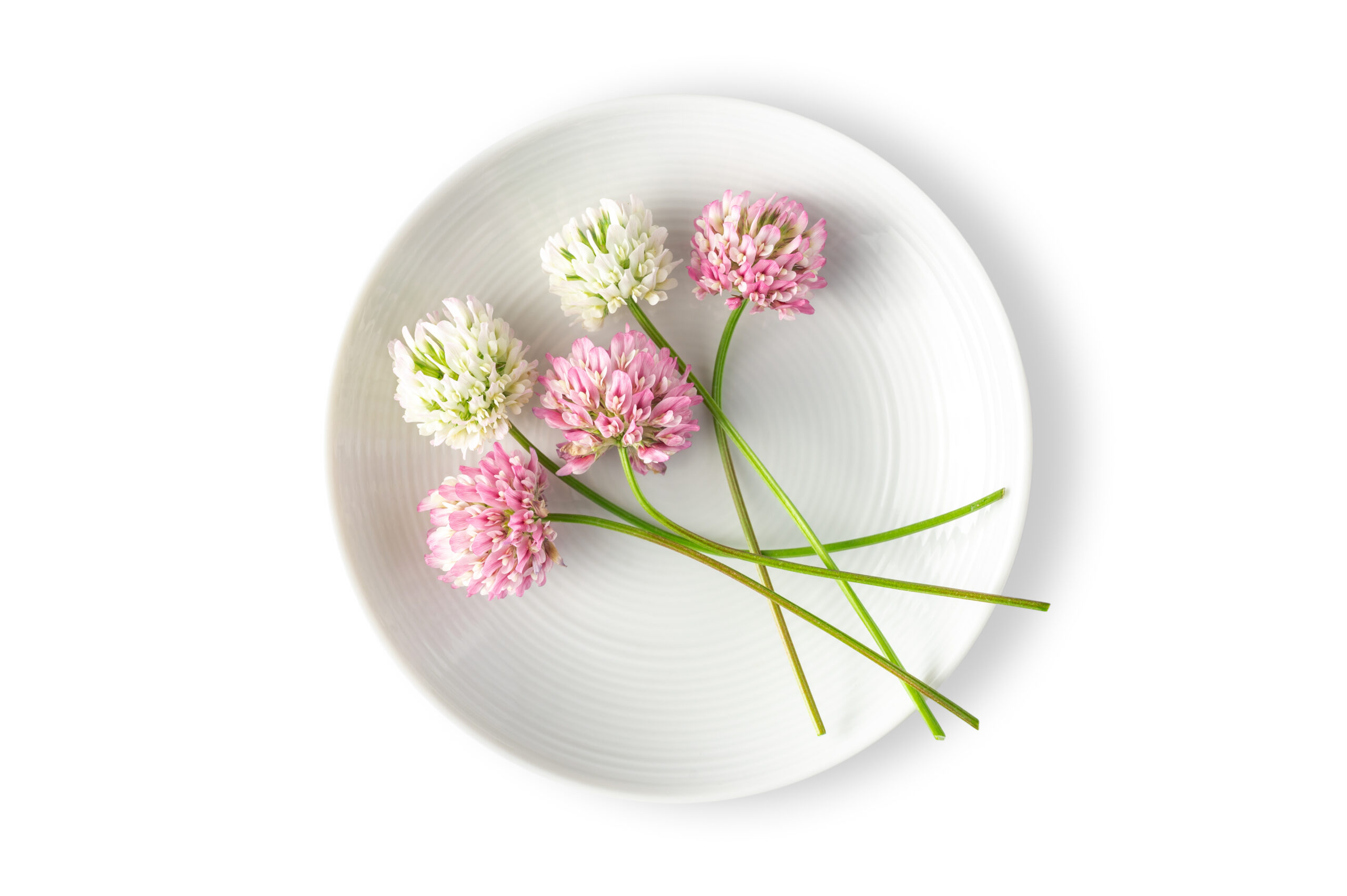 Clover Flower - Fresh Origins