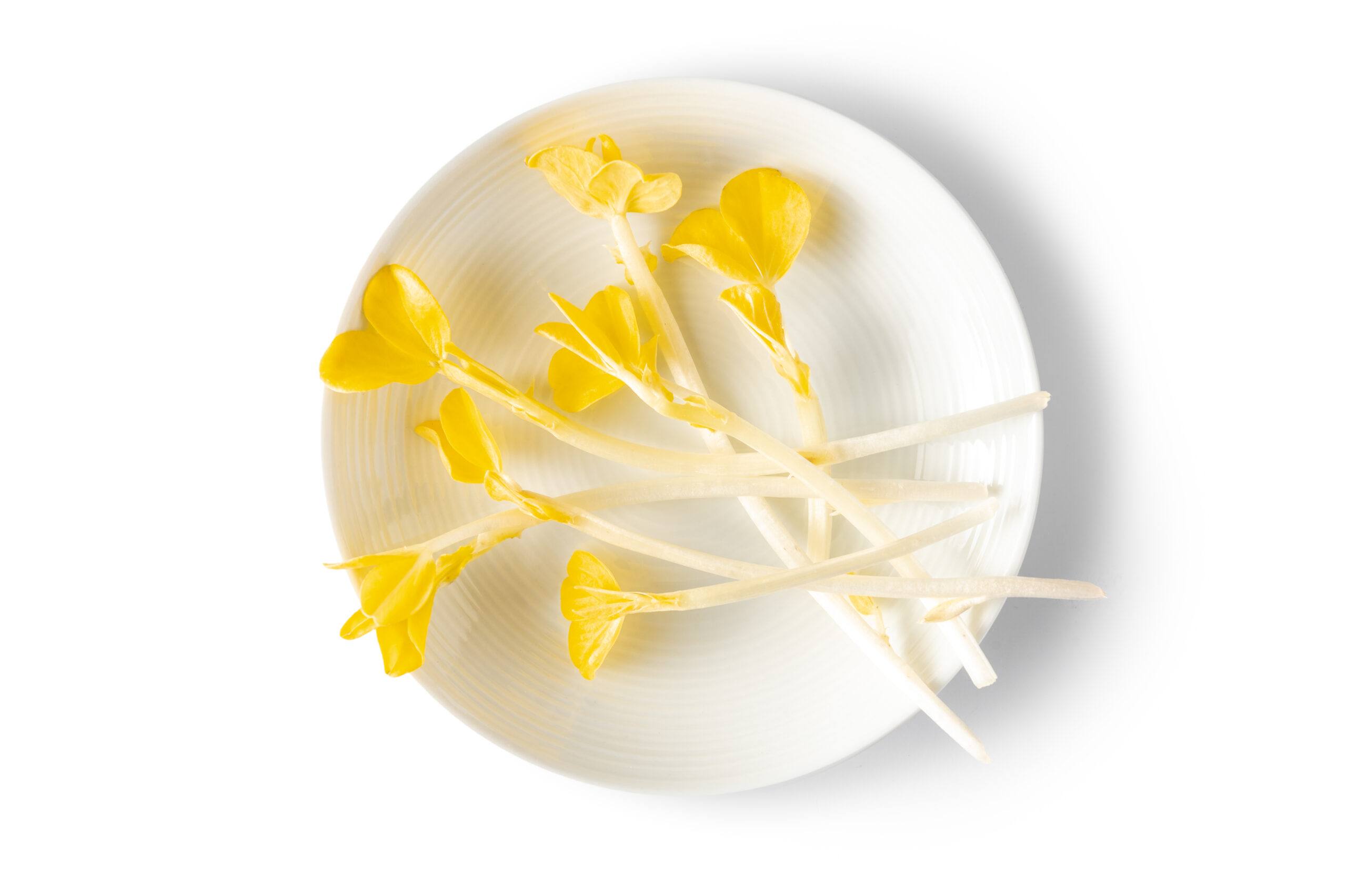 Fava Shoots Gold™ - Fresh Origins