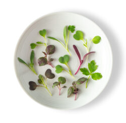 Microgreens Mixes Archives - Fresh Origins