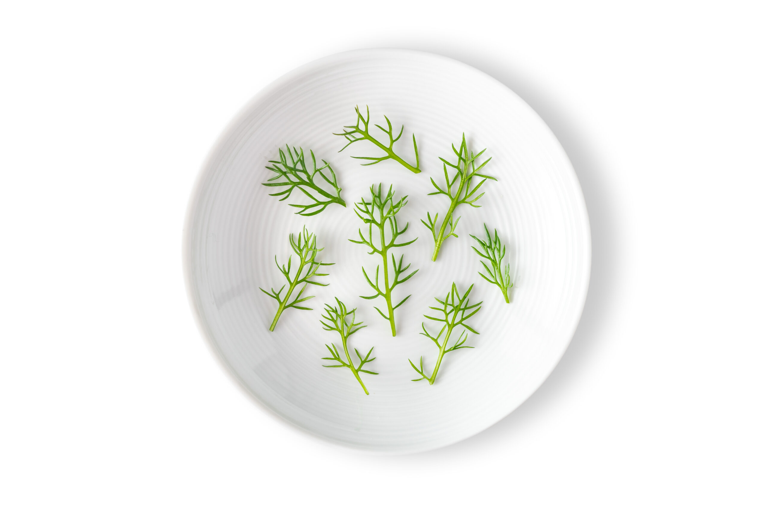 Micro Chamomile - Fresh Origins