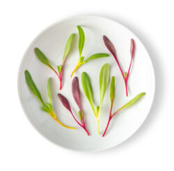 Microgreens Mixes Archives - Fresh Origins