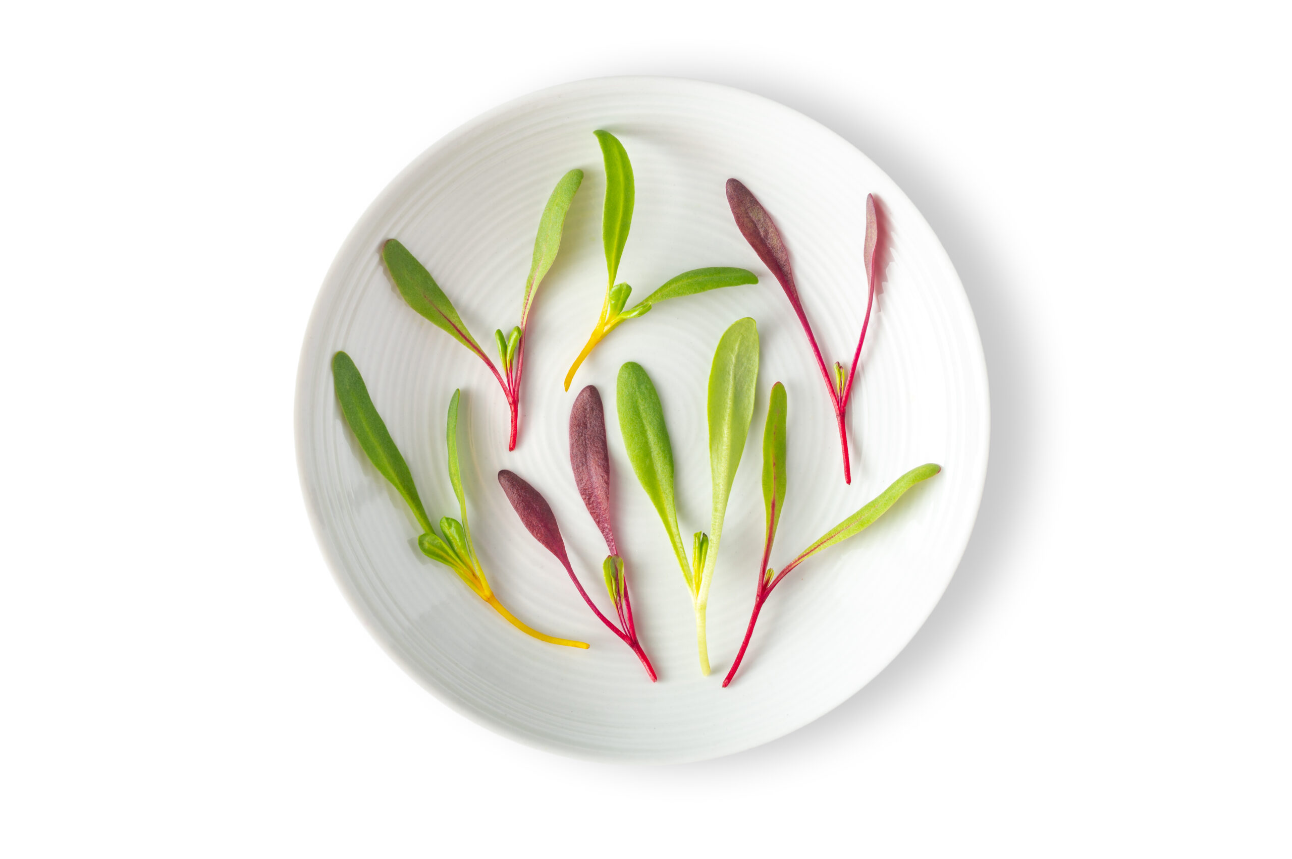 Micro Chard Mix - Fresh Origins