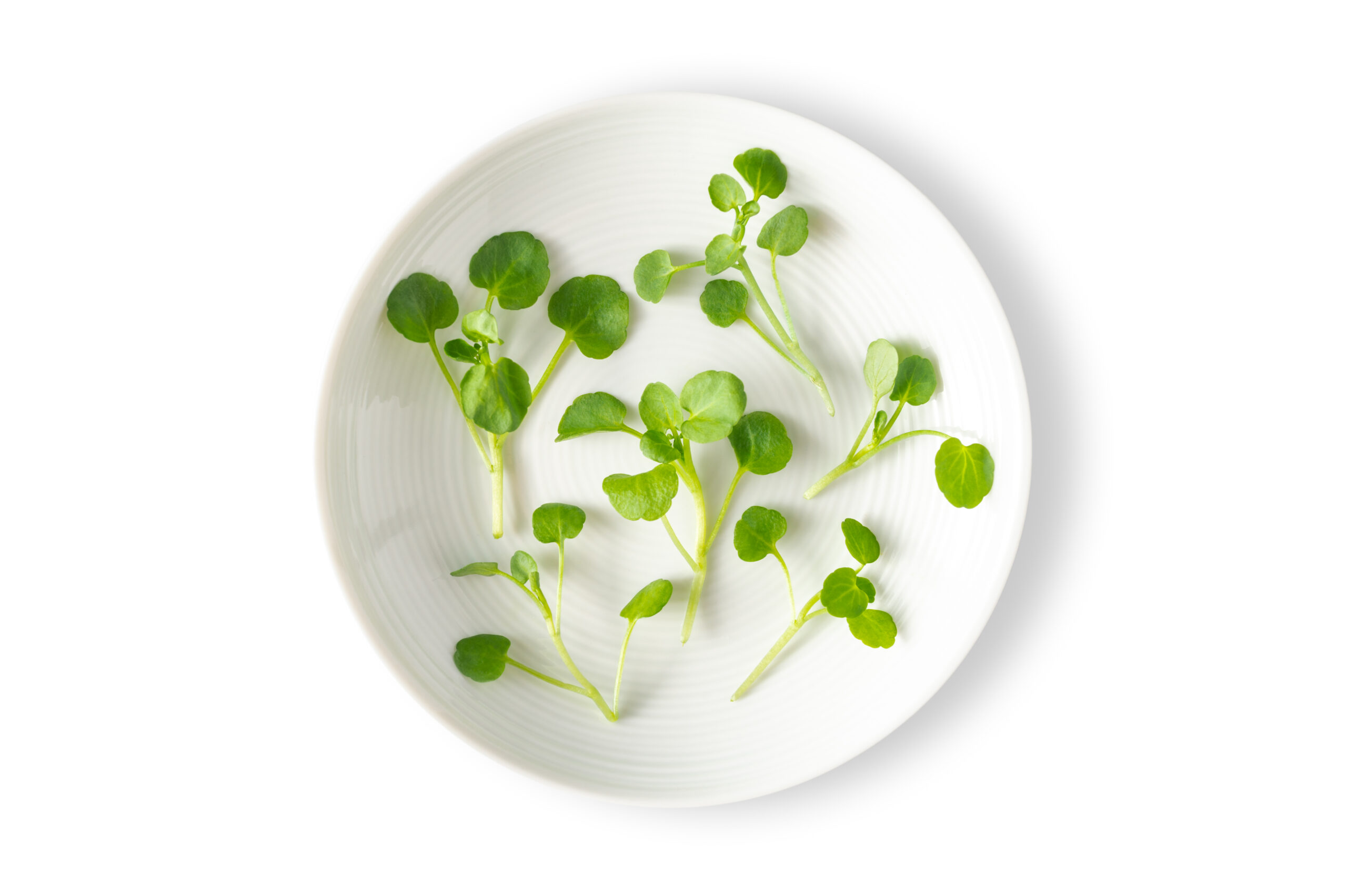 Micro Cress Water - Fresh Origins