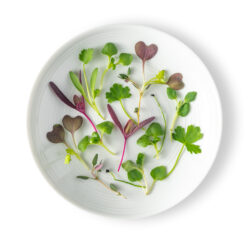Microgreens Mixes Archives - Fresh Origins