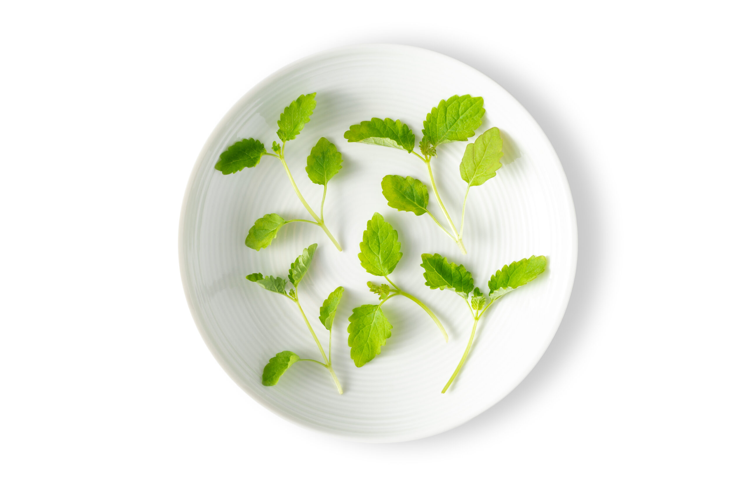 Micro Lemon Balm - Fresh Origins