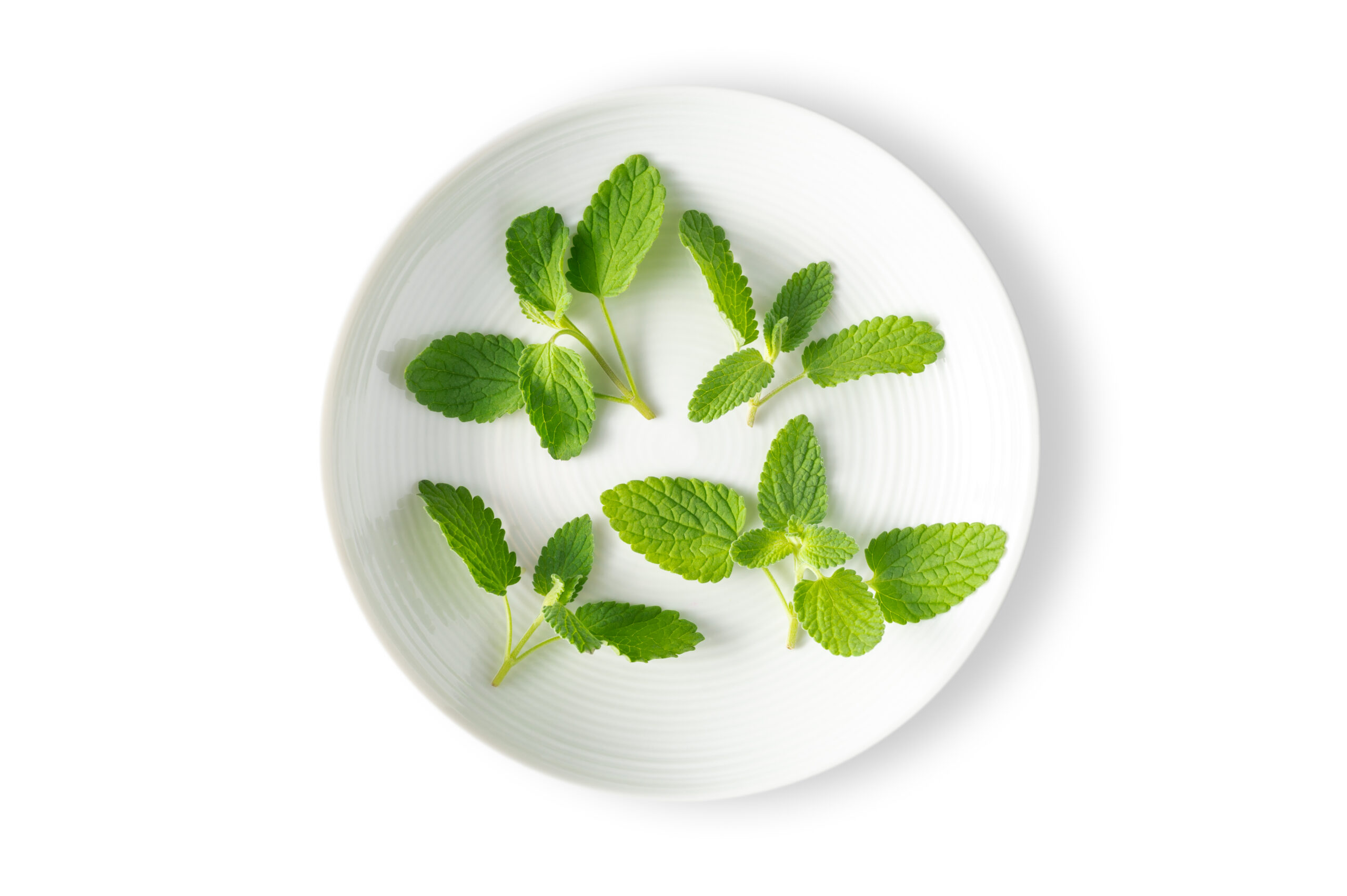 Micro Mint Lavender™ - Fresh Origins