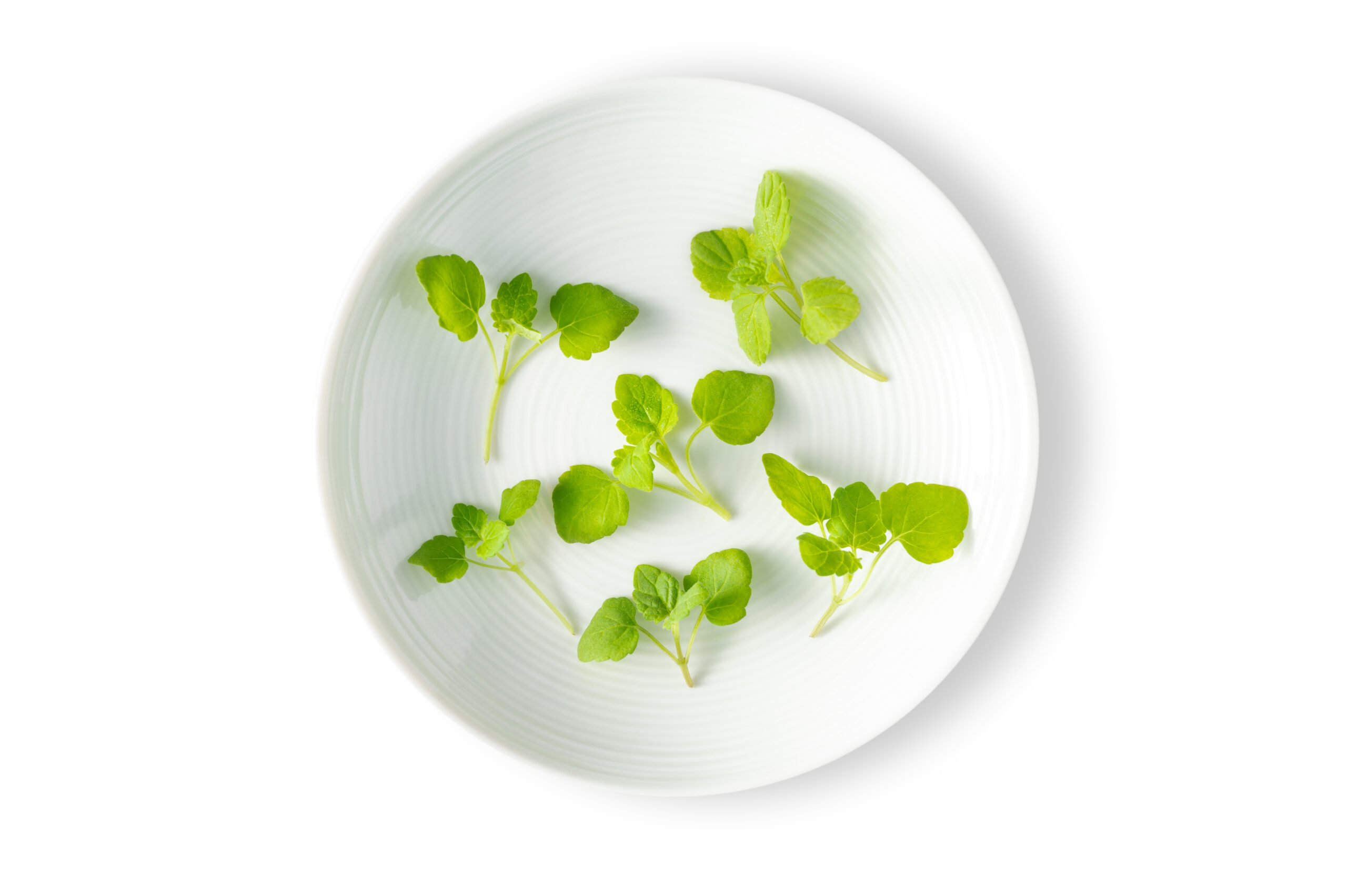 Micro Mint Lemon™ - Fresh Origins