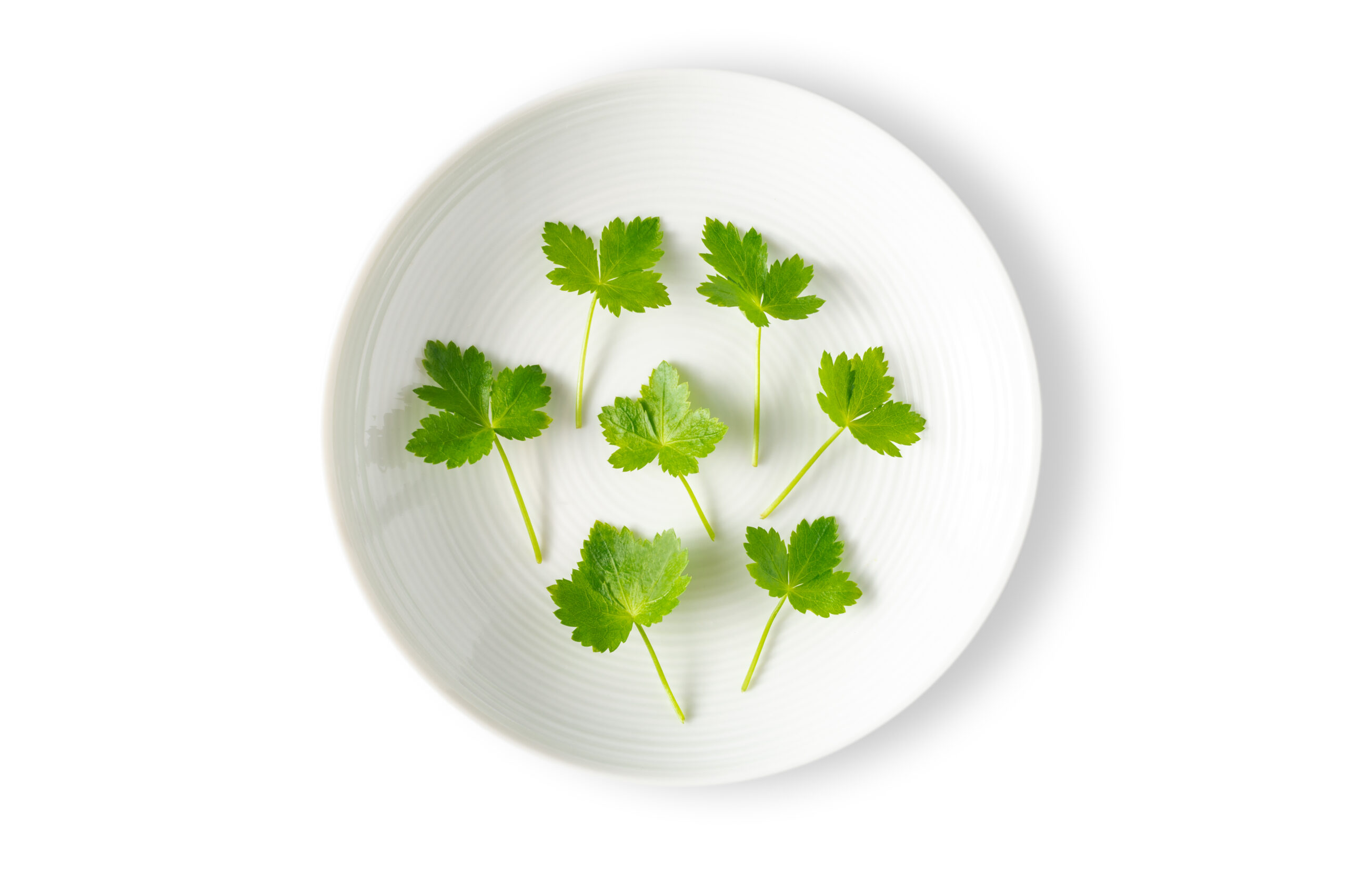 Micro Mitsuba™ - Fresh Origins