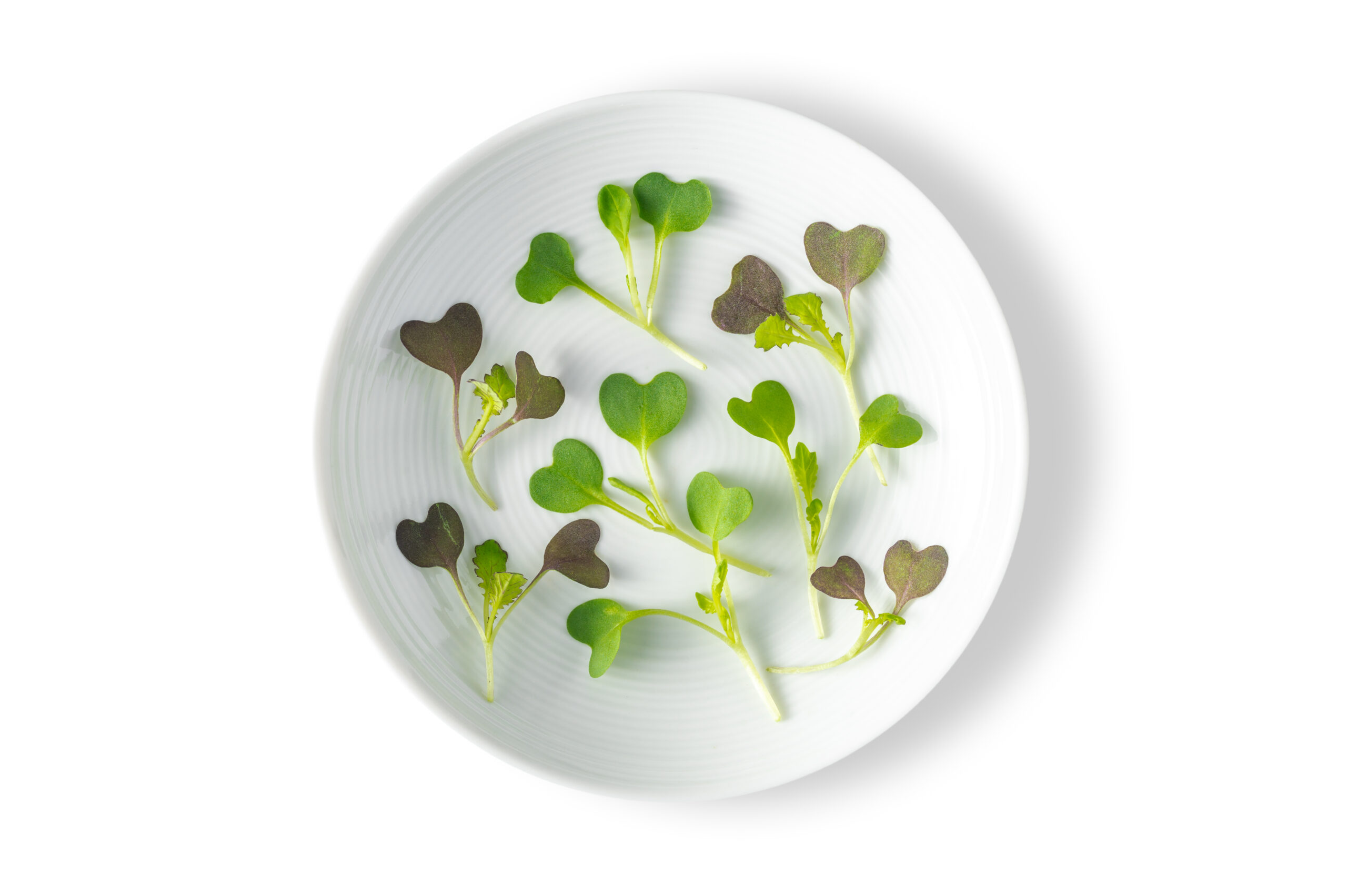 Micro Mustard Mix™ - Fresh Origins