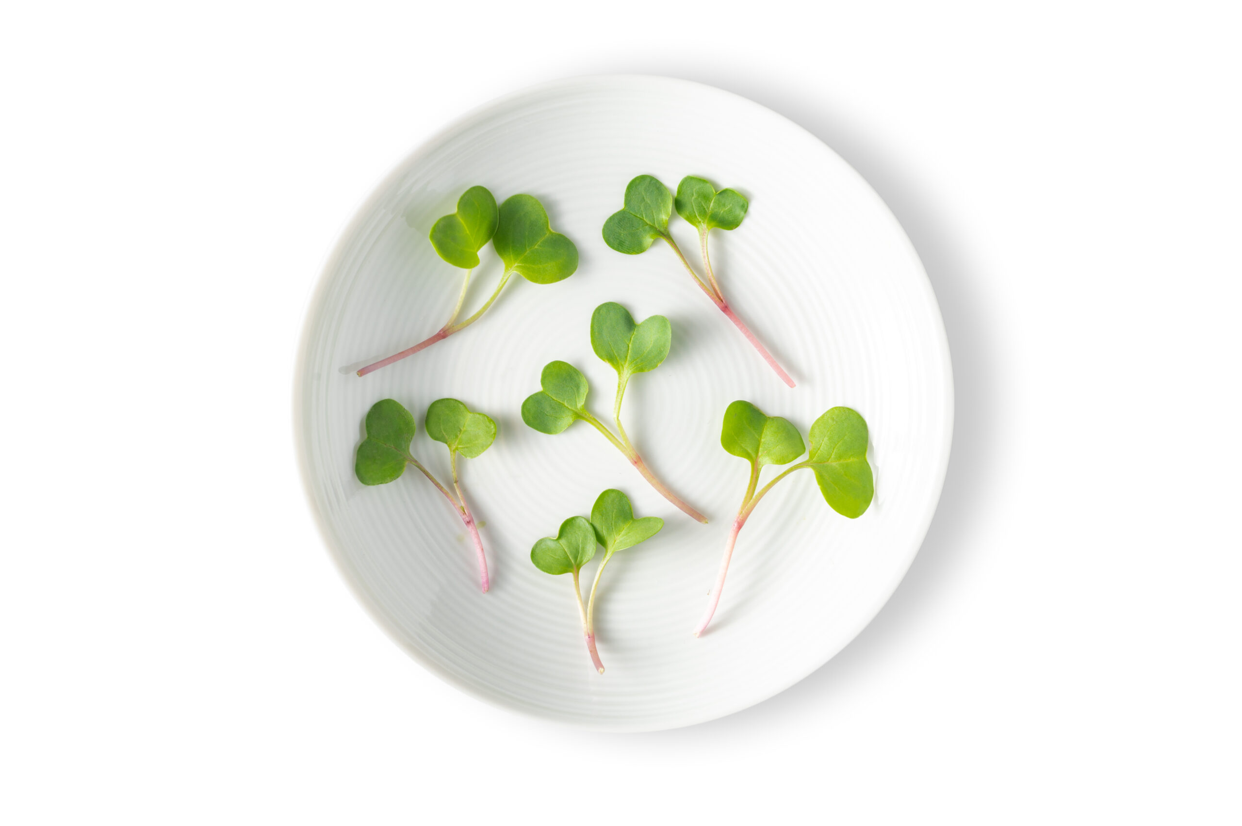 Micro Radish Daikon - Fresh Origins