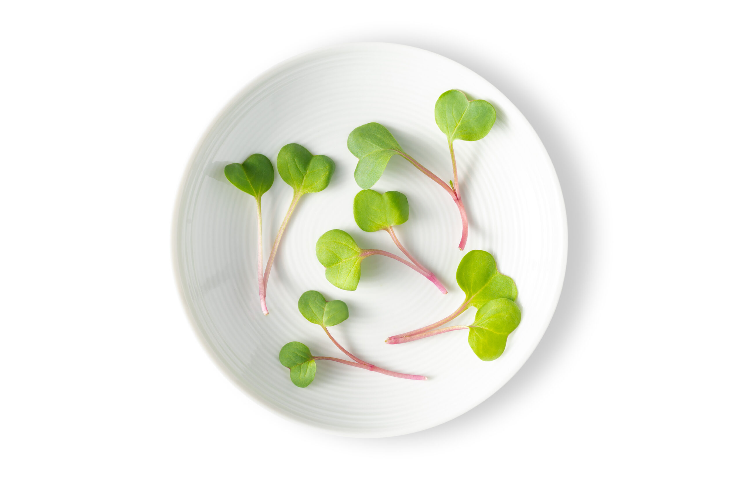 Micro Radish Fireworks™ - Fresh Origins