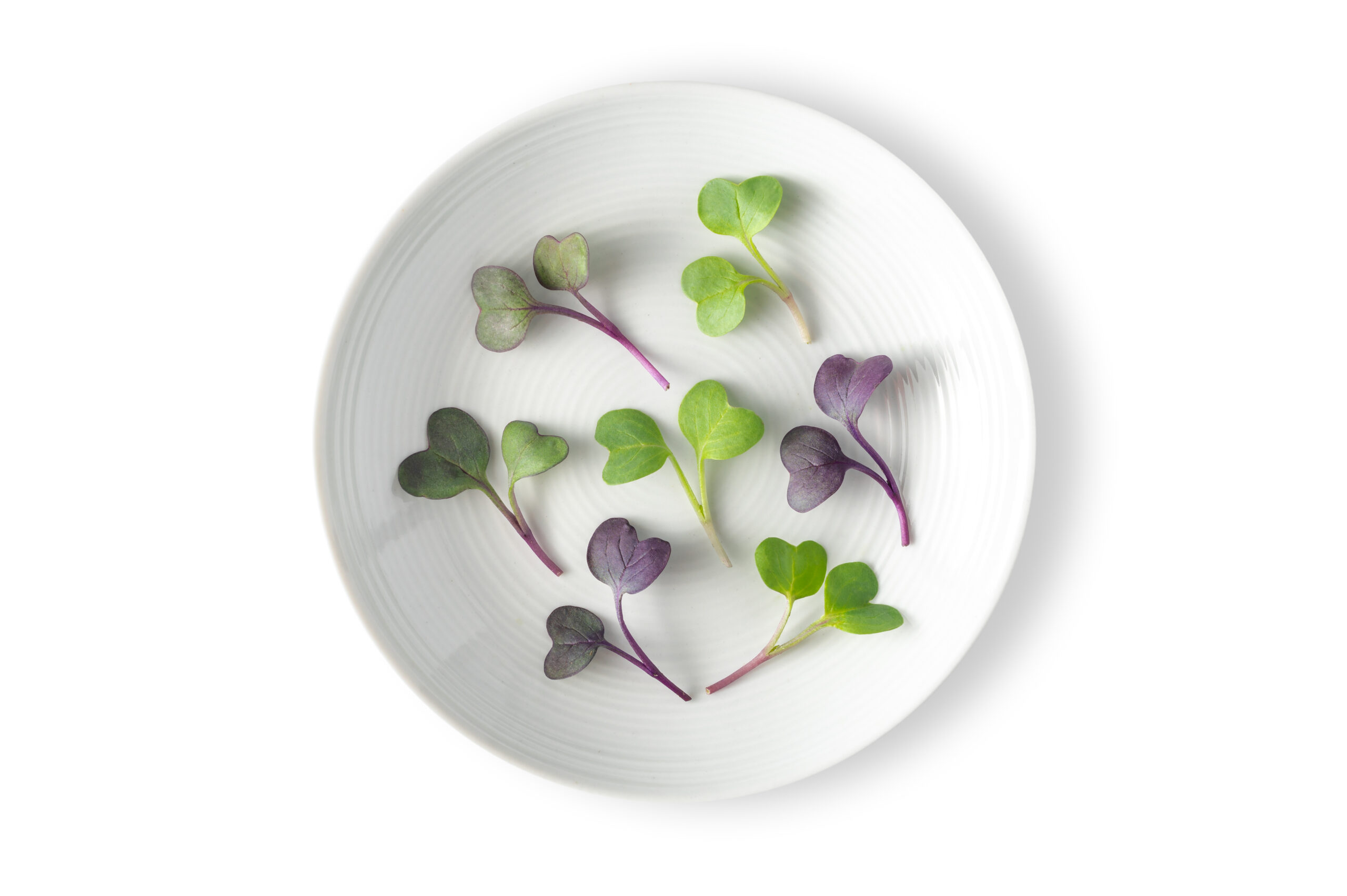 Micro Radish Mix™ - Fresh Origins