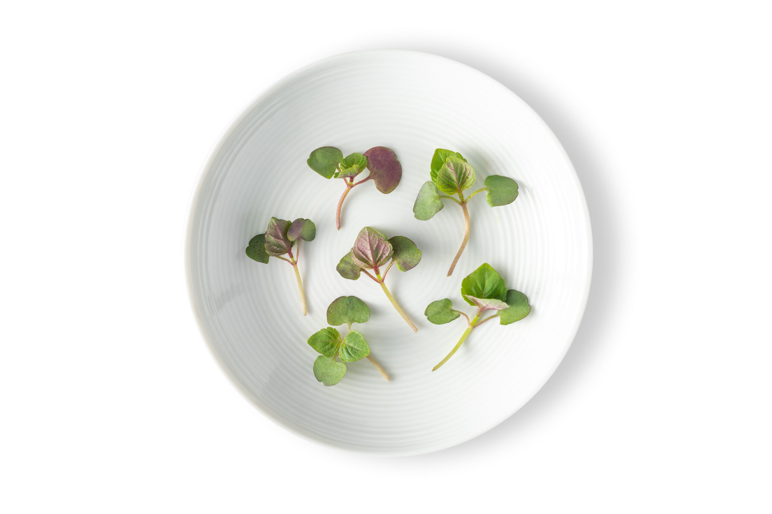 Micro Shiso Bicolor - Fresh Origins