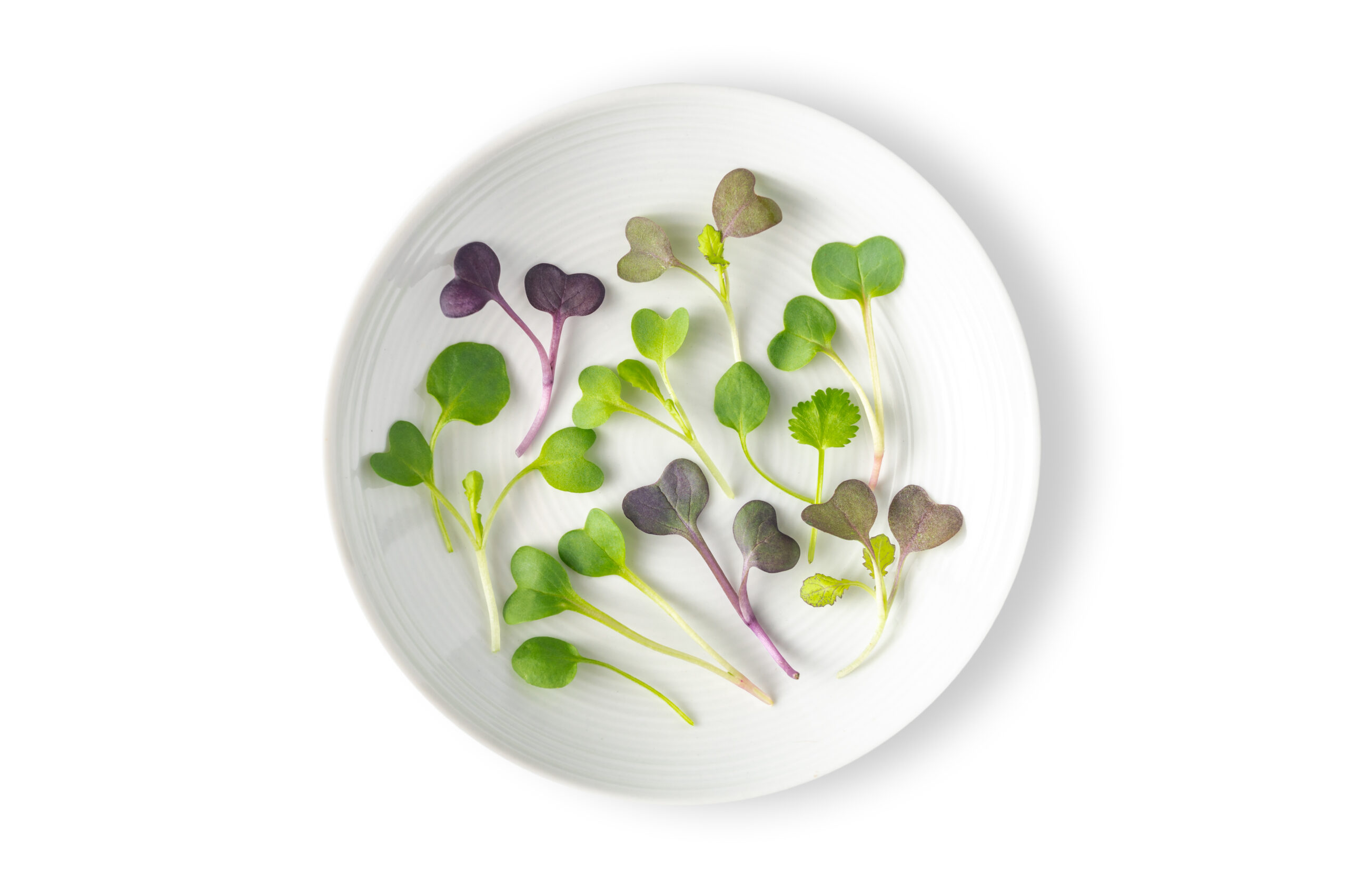 Micro Spicy Mix™ - Fresh Origins