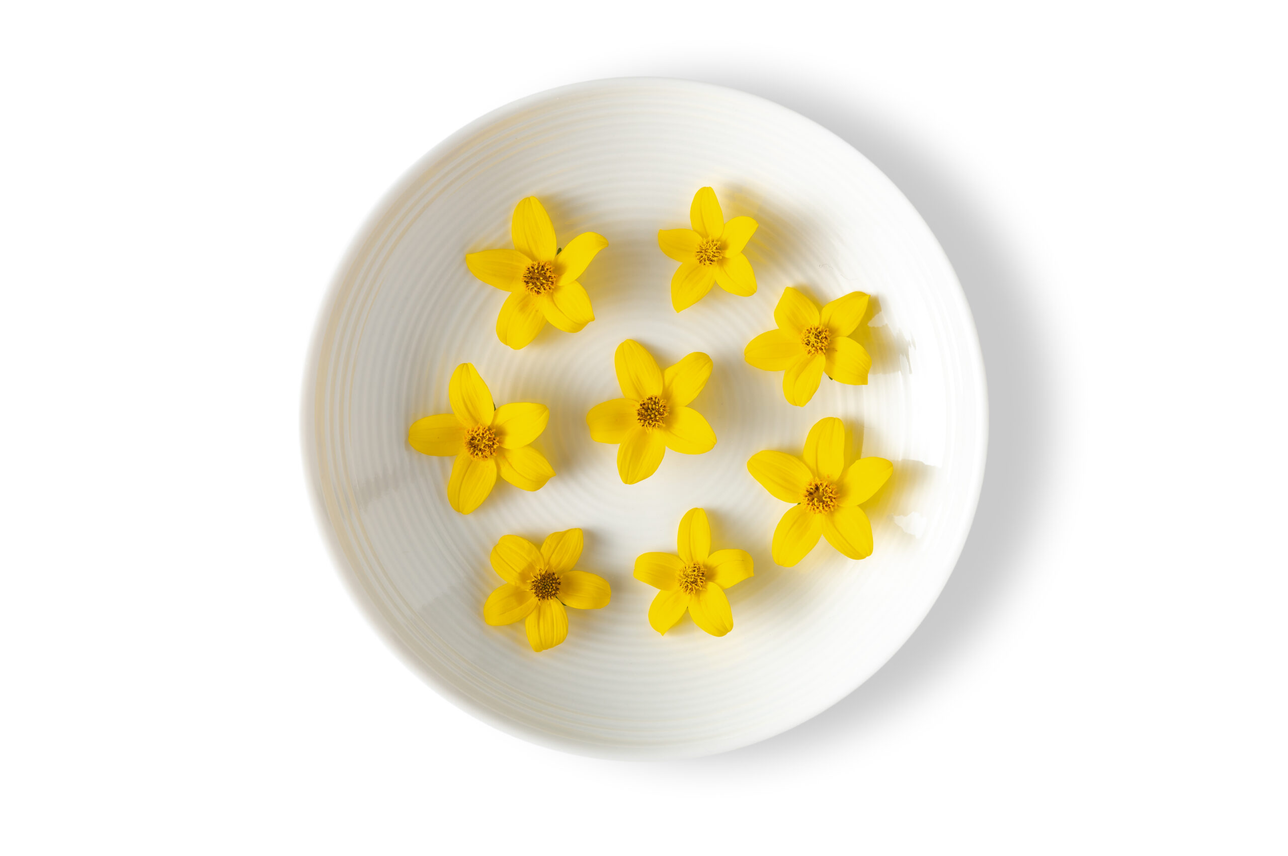 Micro Sun Daisy™ - Fresh Origins