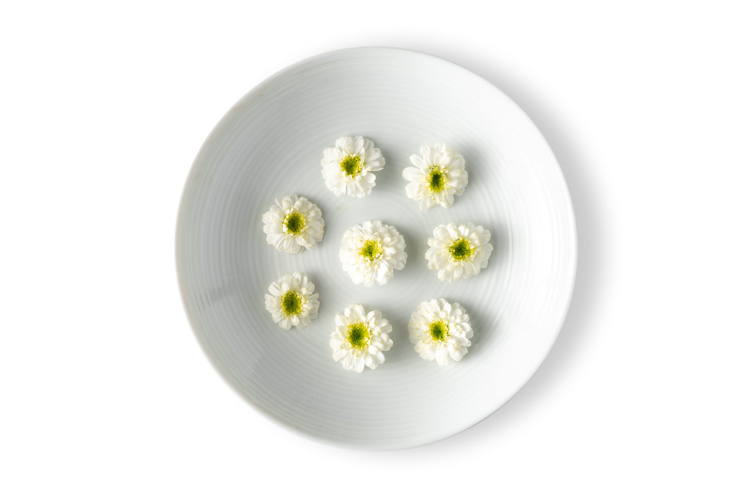 Micro White Mum™ - Fresh Origins