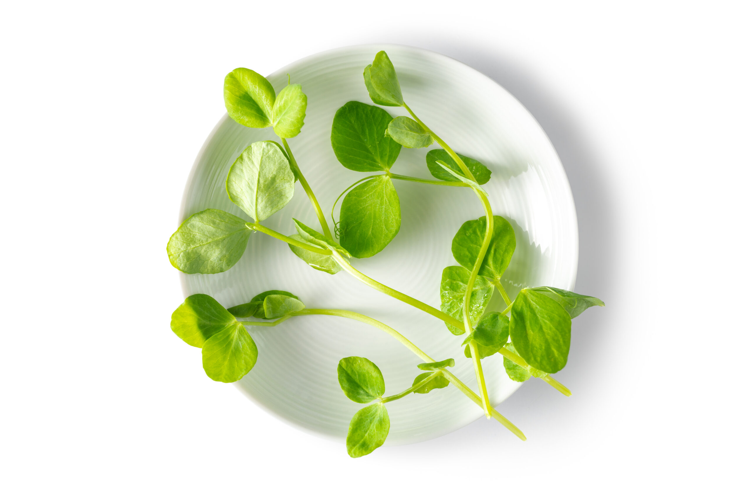 Pea Shoots Green - Fresh Origins